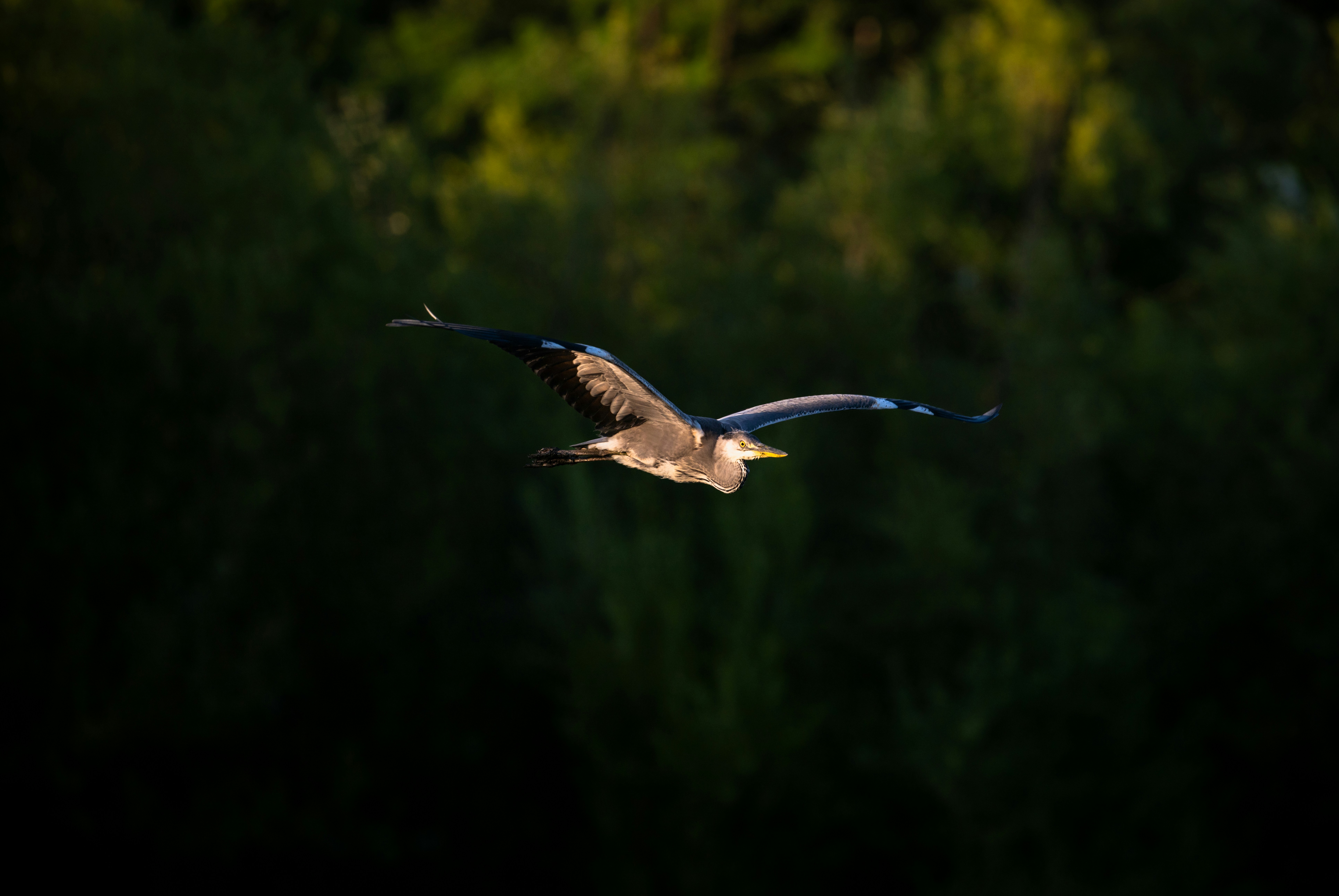 A heron gliding effortlessly through a lush green backdrop, showcasing its majestic wingspan against the soft light.