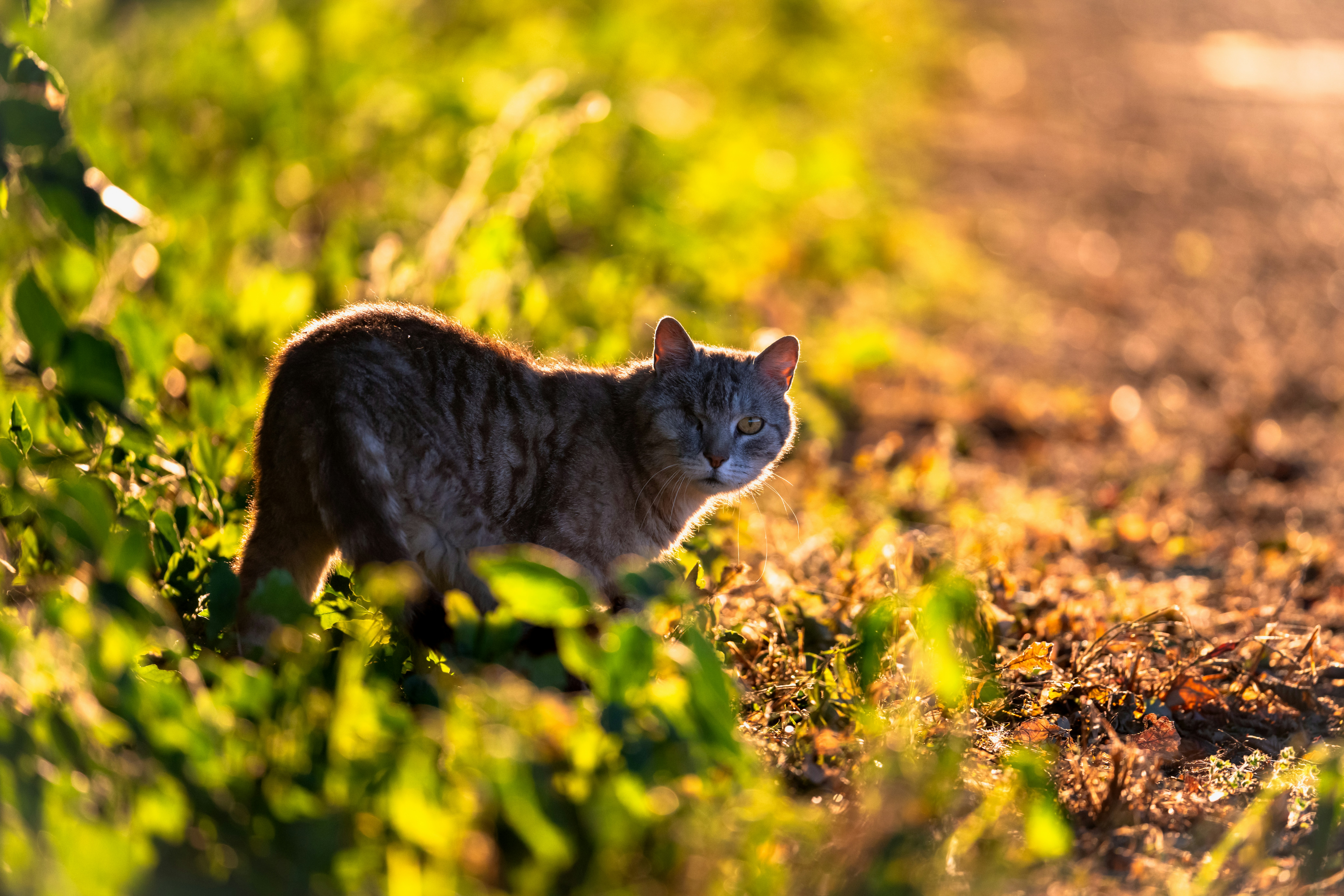 Sunlit Crouch: A Quiet Cat in the Gaudy Grass