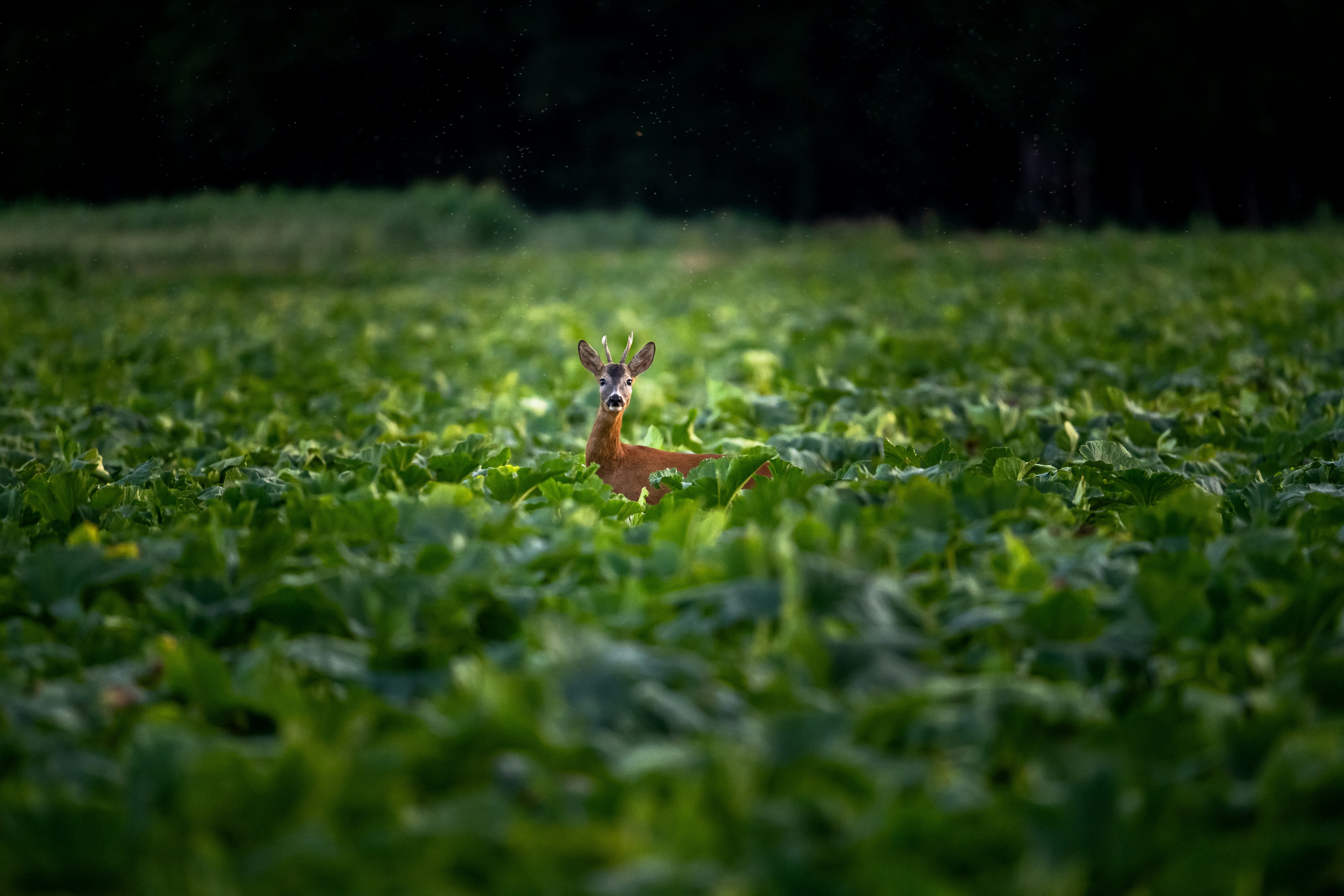 A Glimpse of Serenity: The Hidden Buck