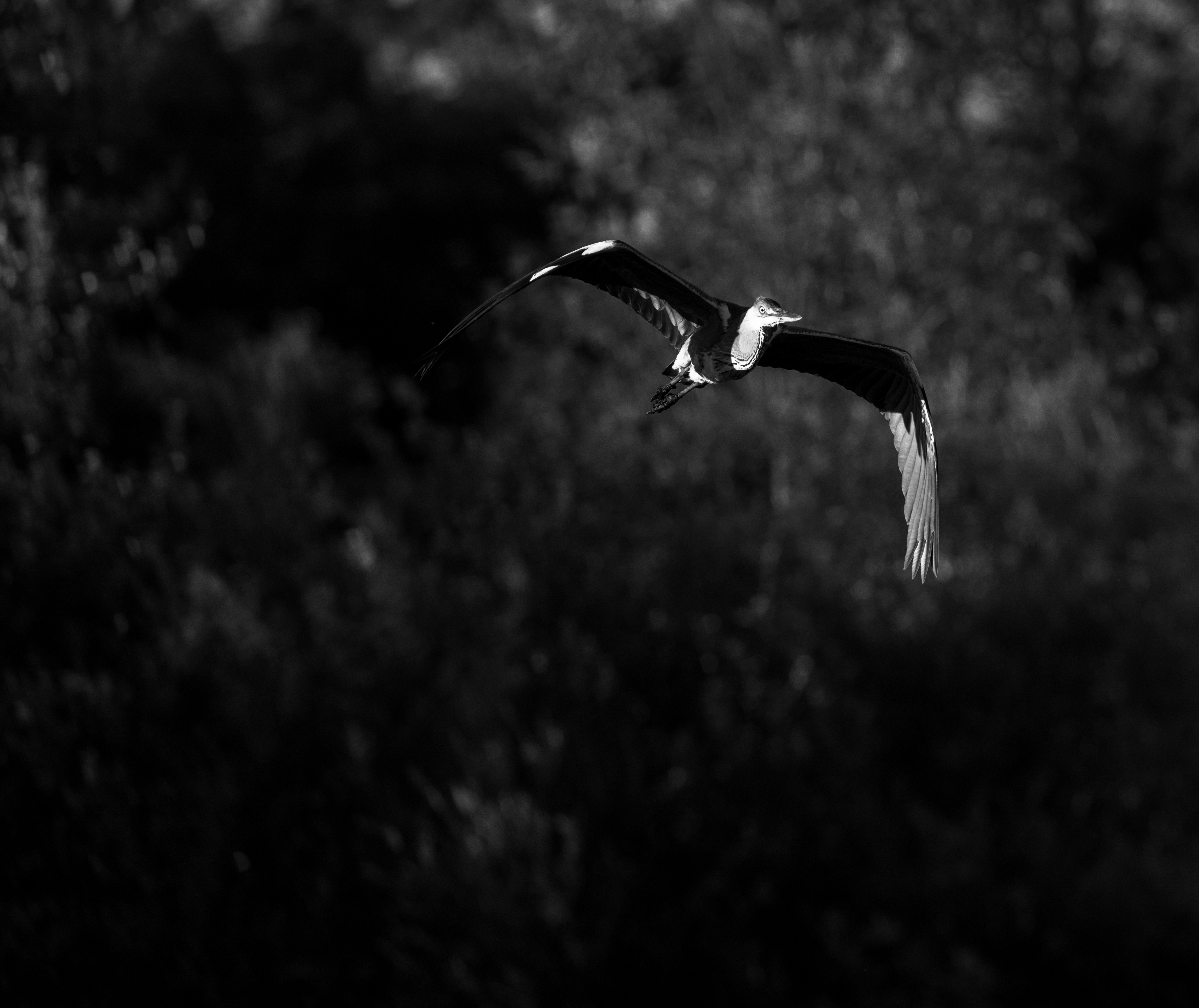 A heron gliding gracefully through a blurred, monochrome landscape, showcasing its wings in mid-flight.