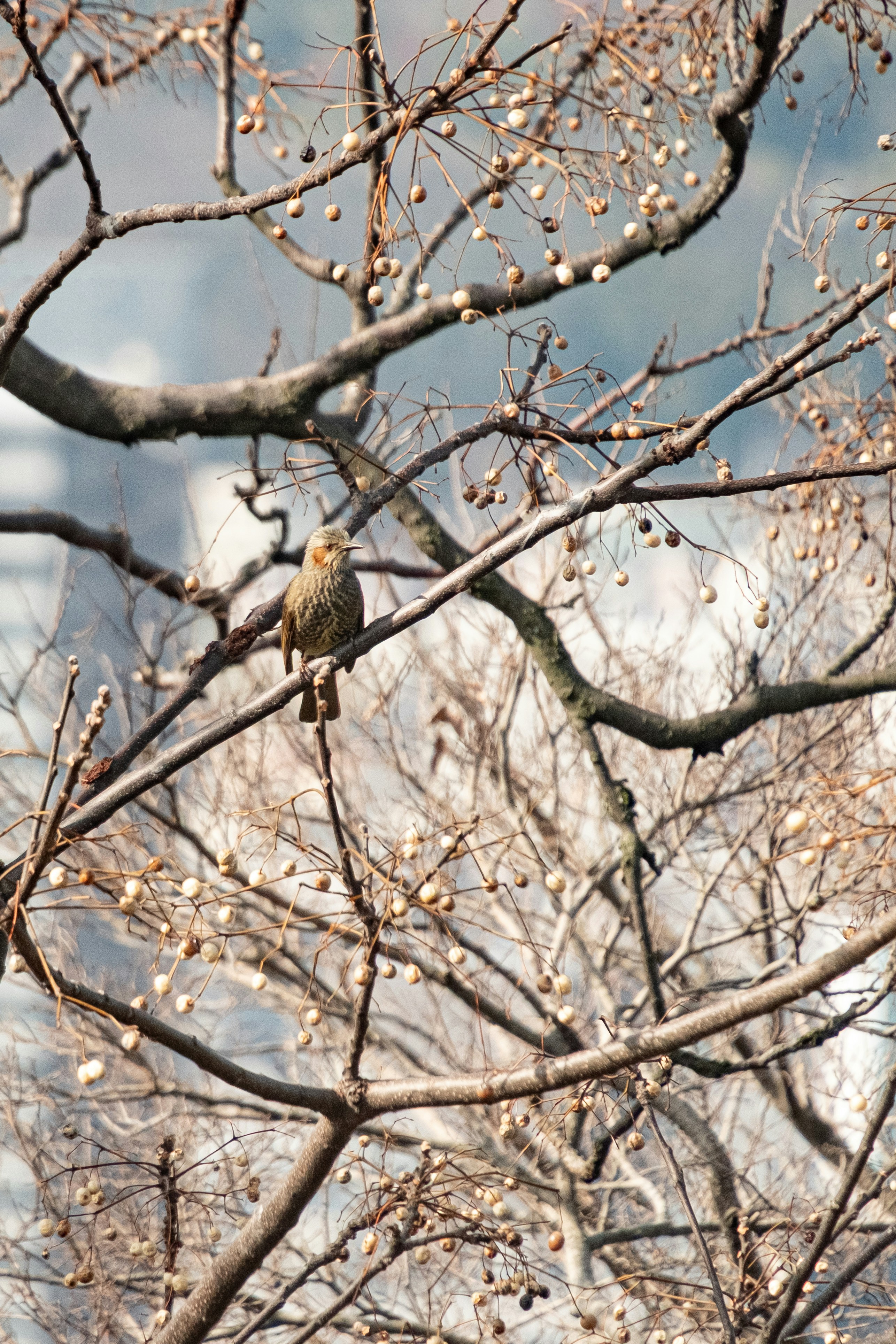 A small bird sits on a bare tree branch.