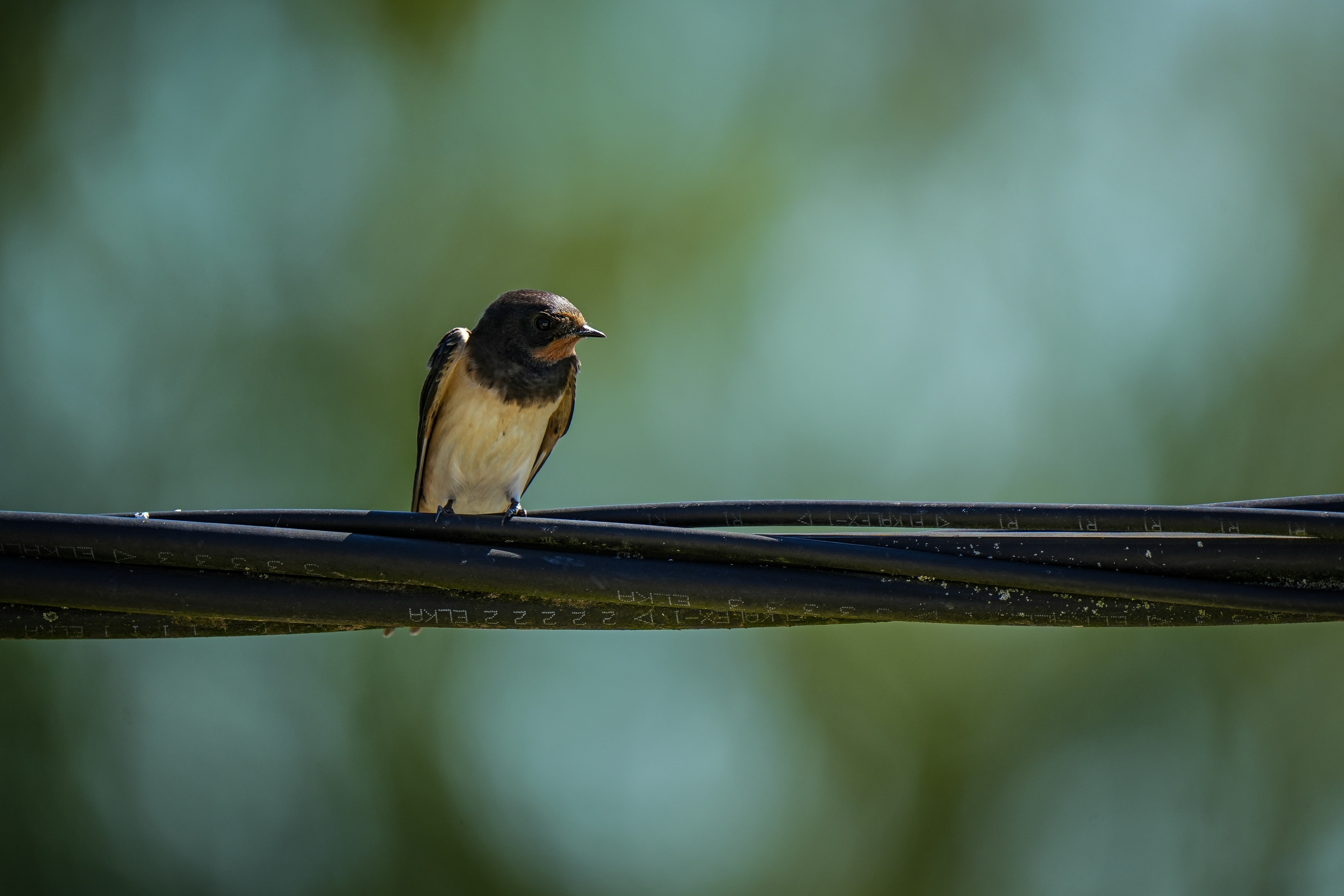 Small bird perched on a wire with blurred background
