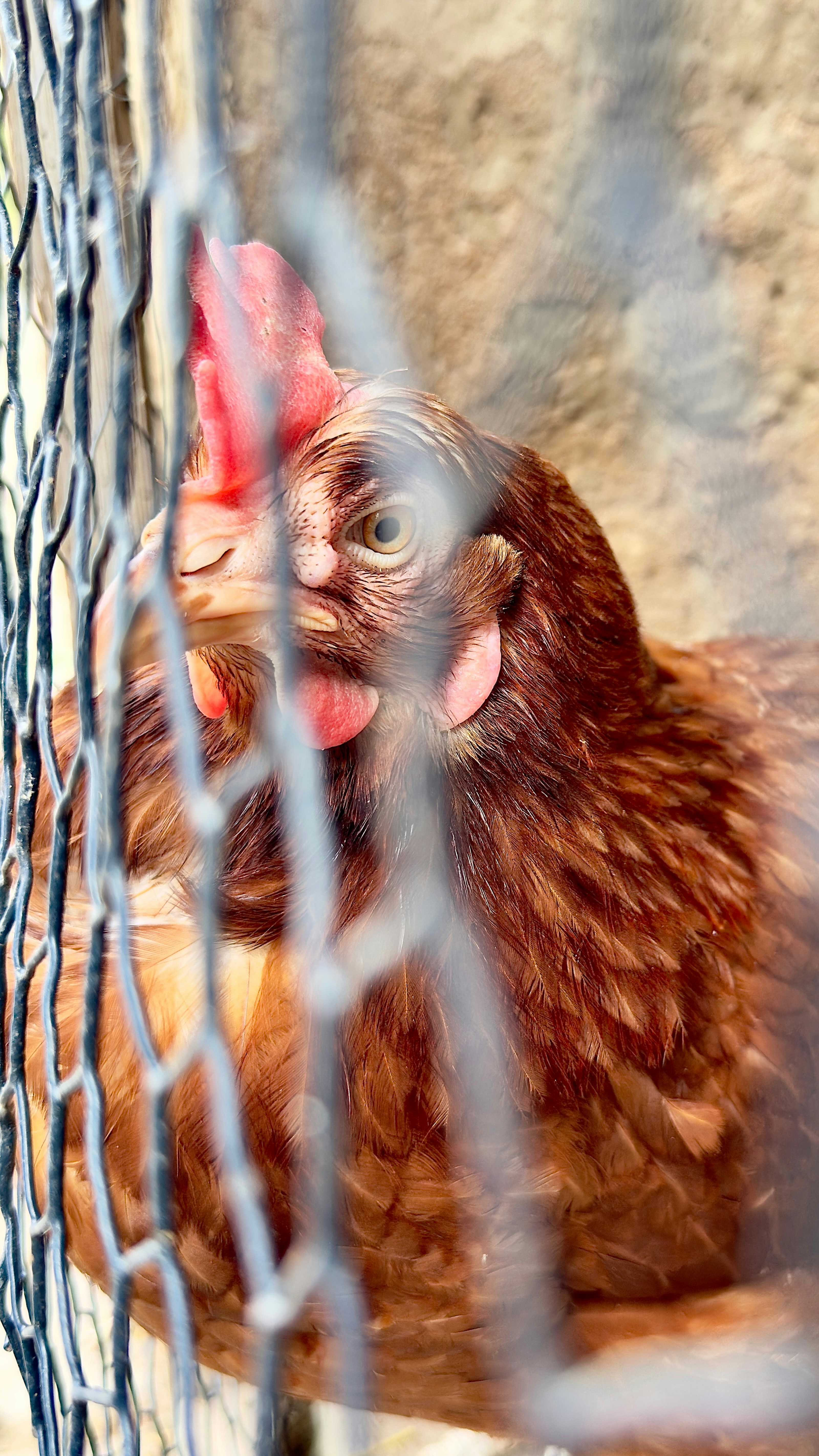 Can you see me? | A brown chicken behind a wire fence