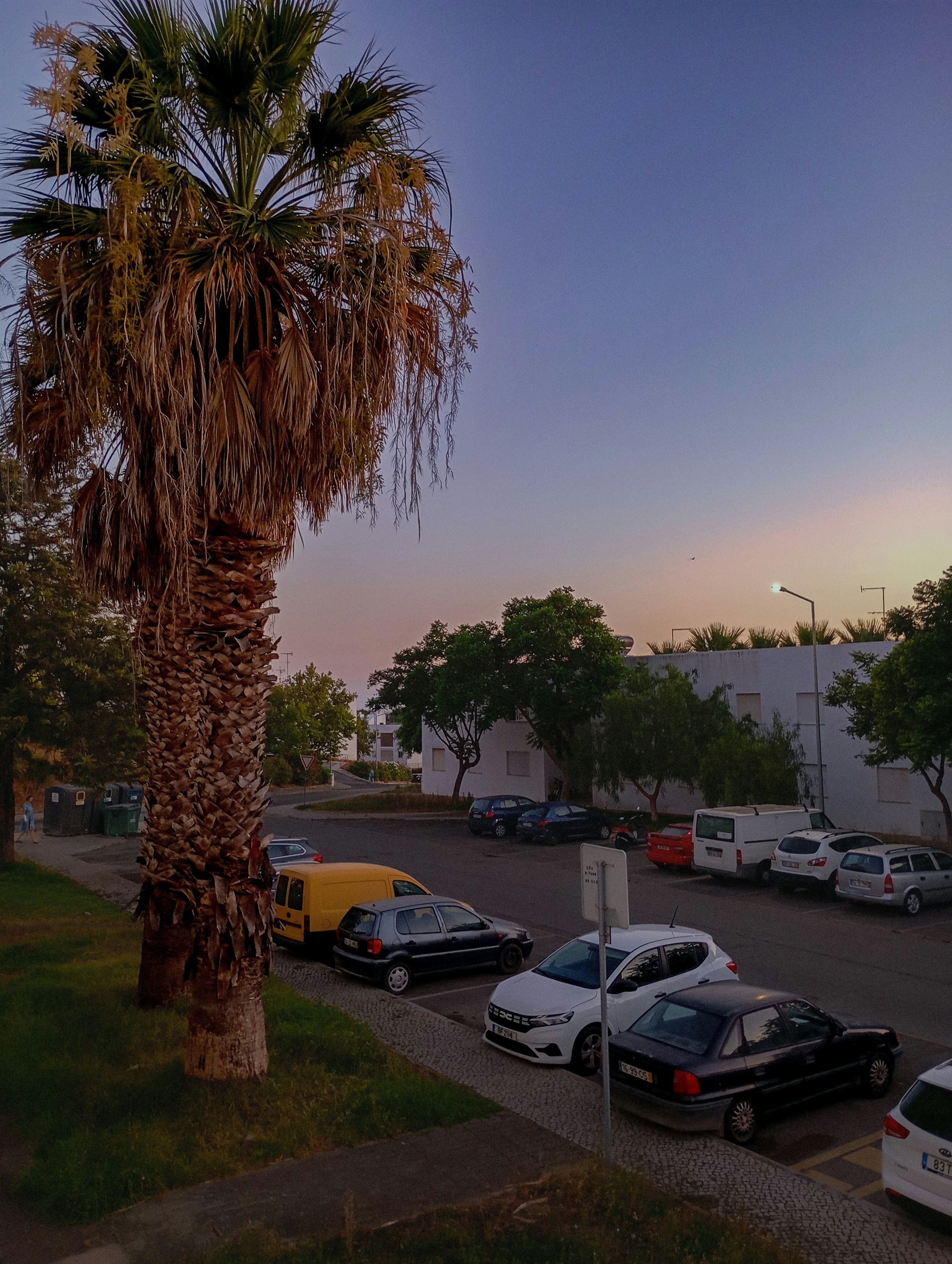Palm tree and parked cars at dusk