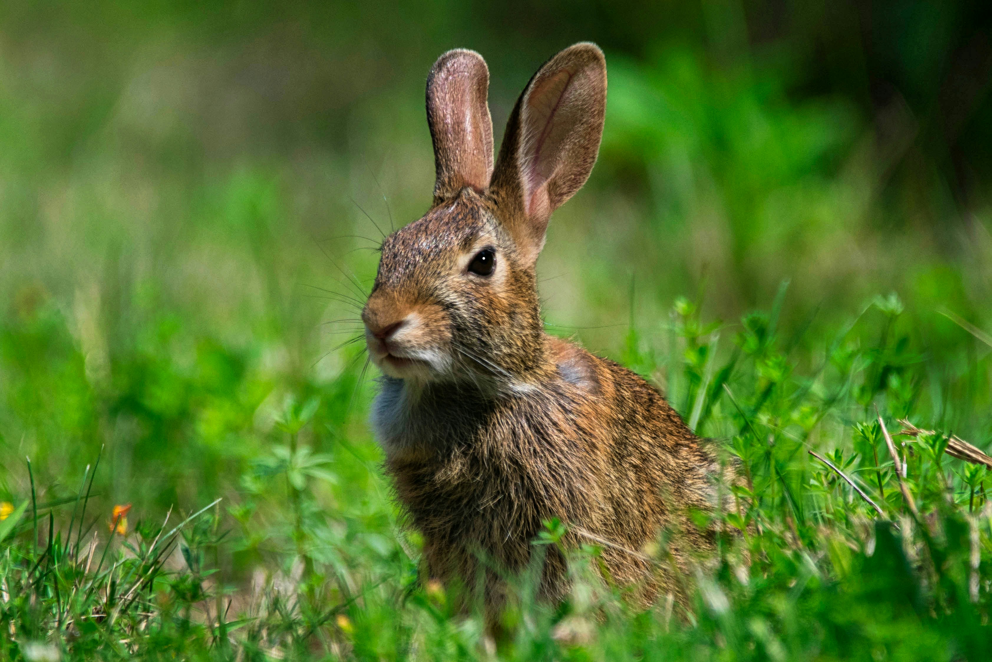 Closeup image of a juvenile cottontail. | A small rabbit sits in green grass