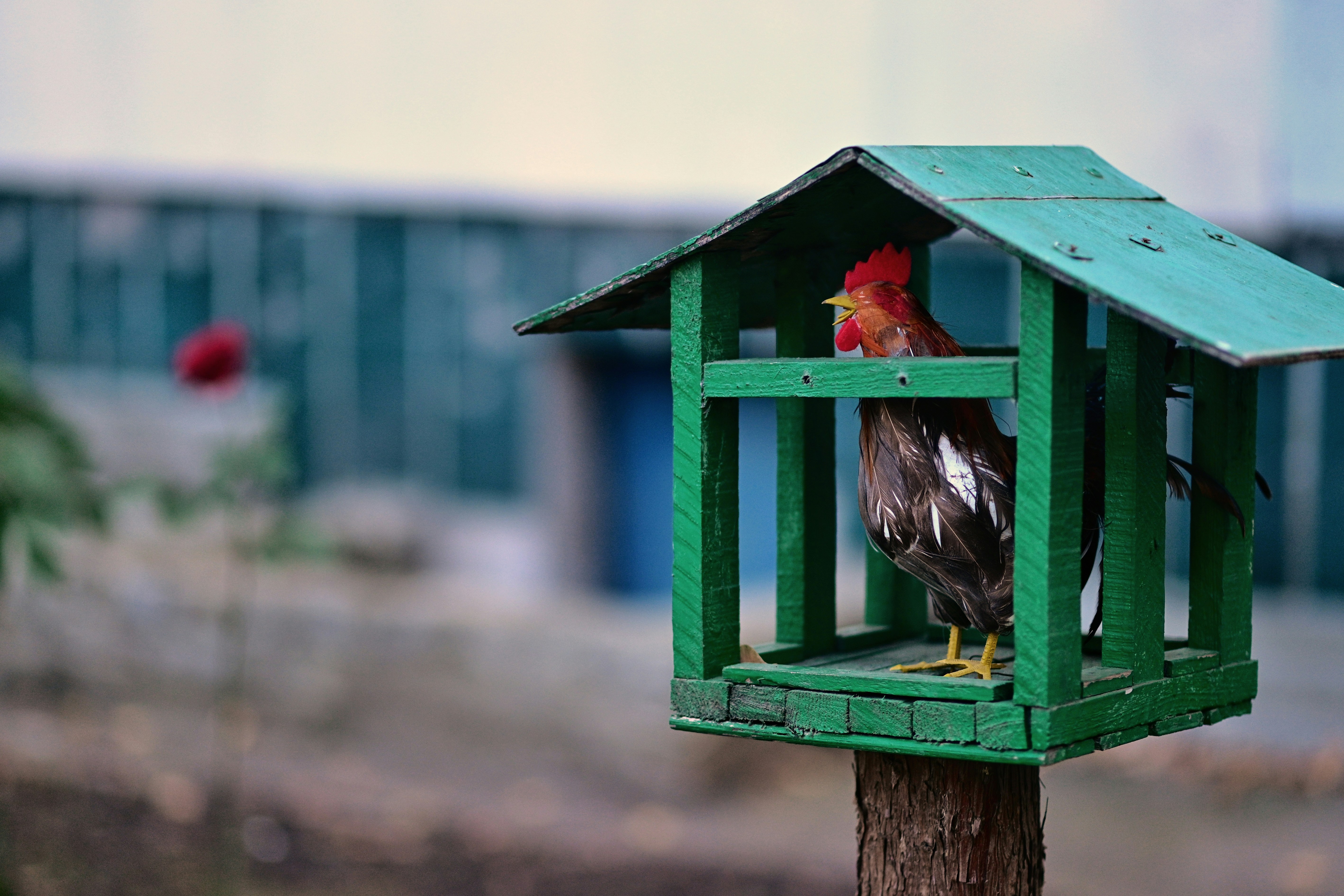 The Feathered Guardian of the Green House