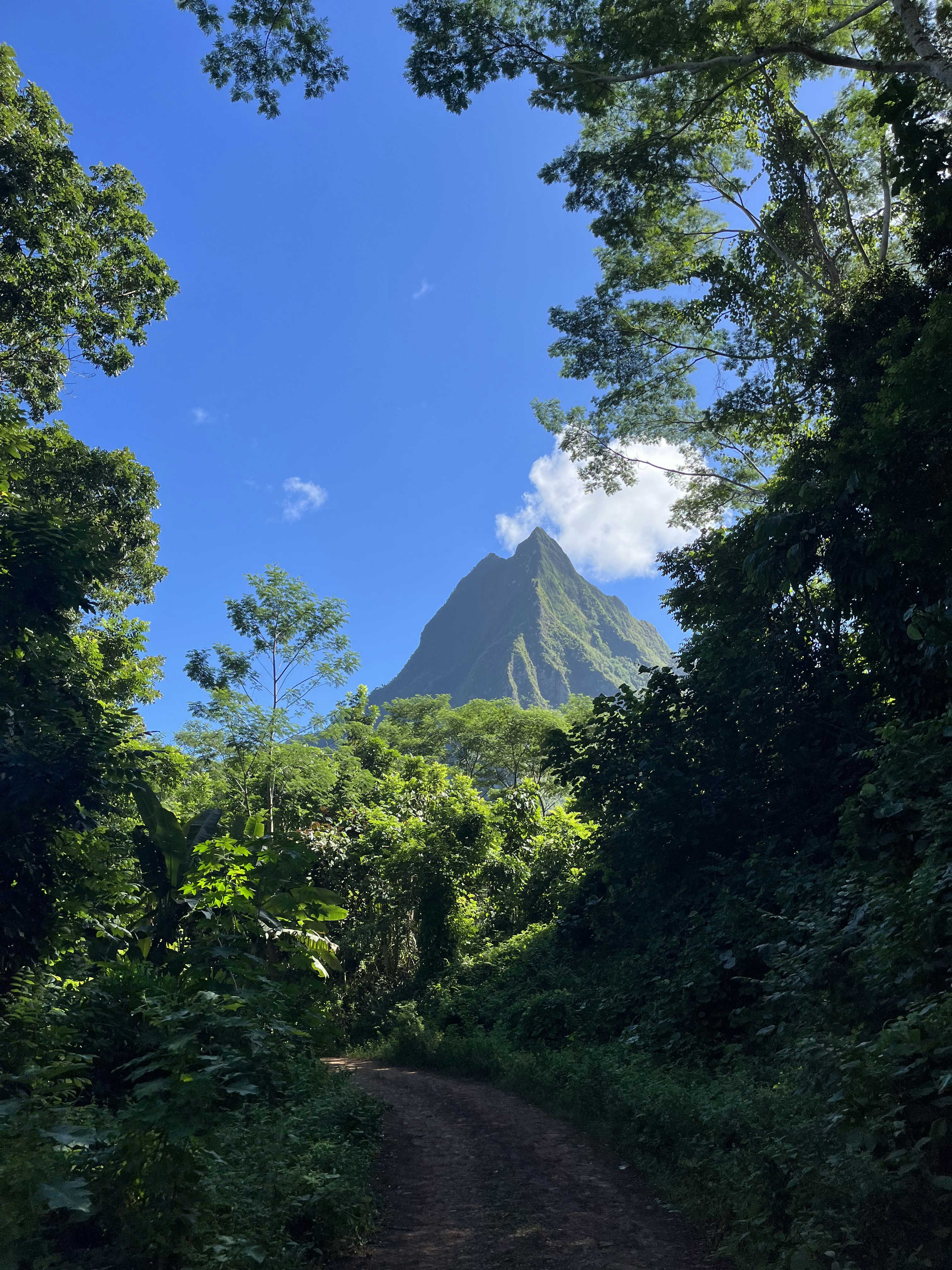 Emerging Peaks: A Journey Through Lush Canopy