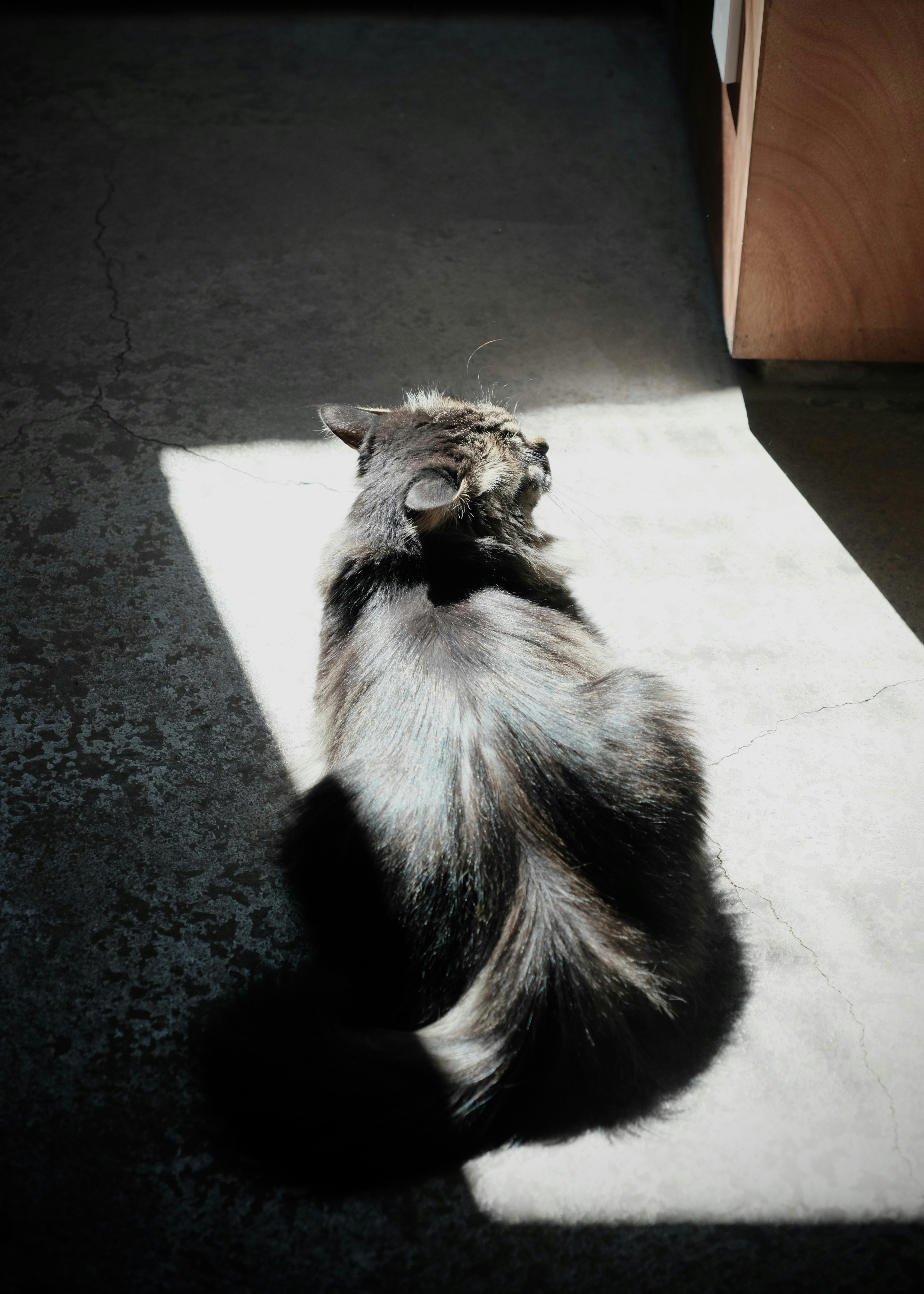 A fluffy cat basks in a sunbeam on a rug.