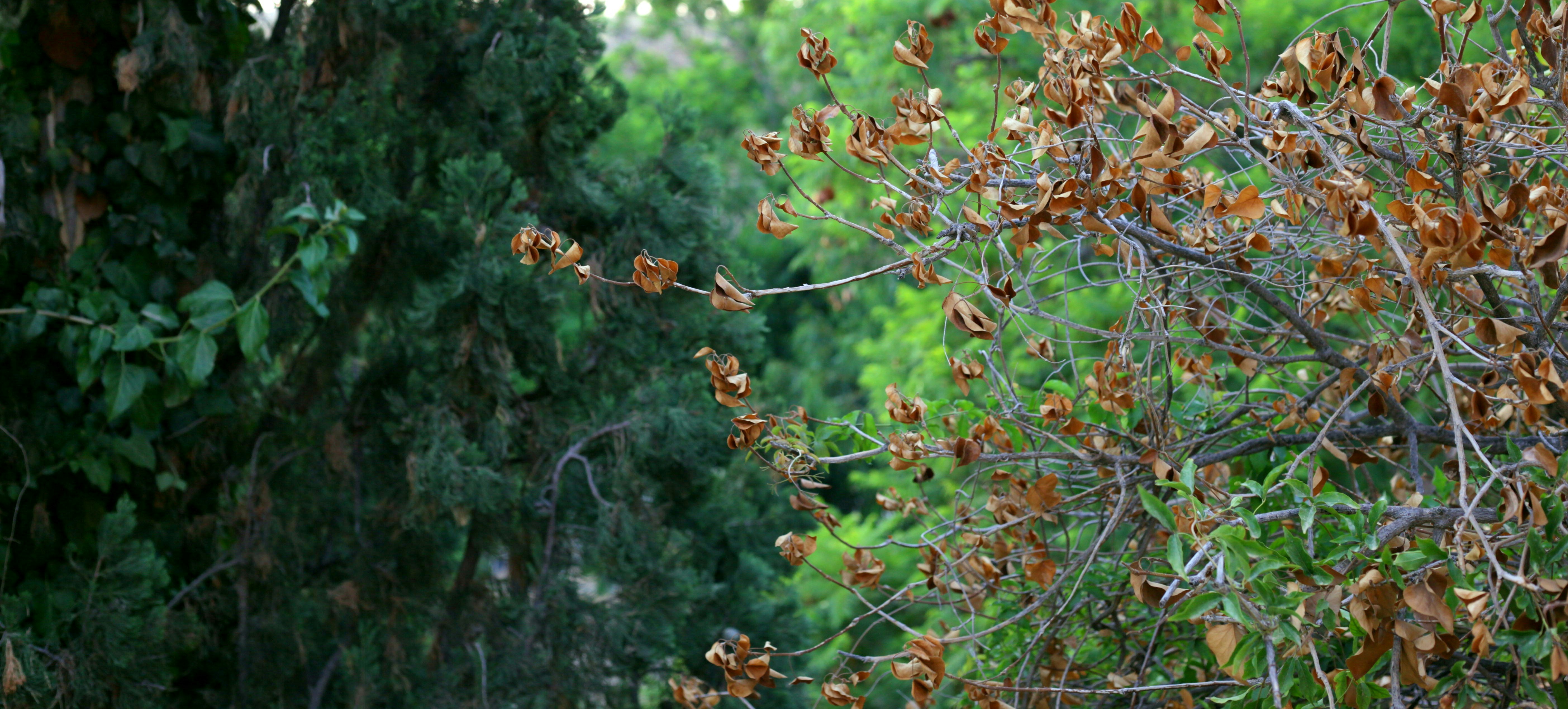 Gold and Green leaves on trees.