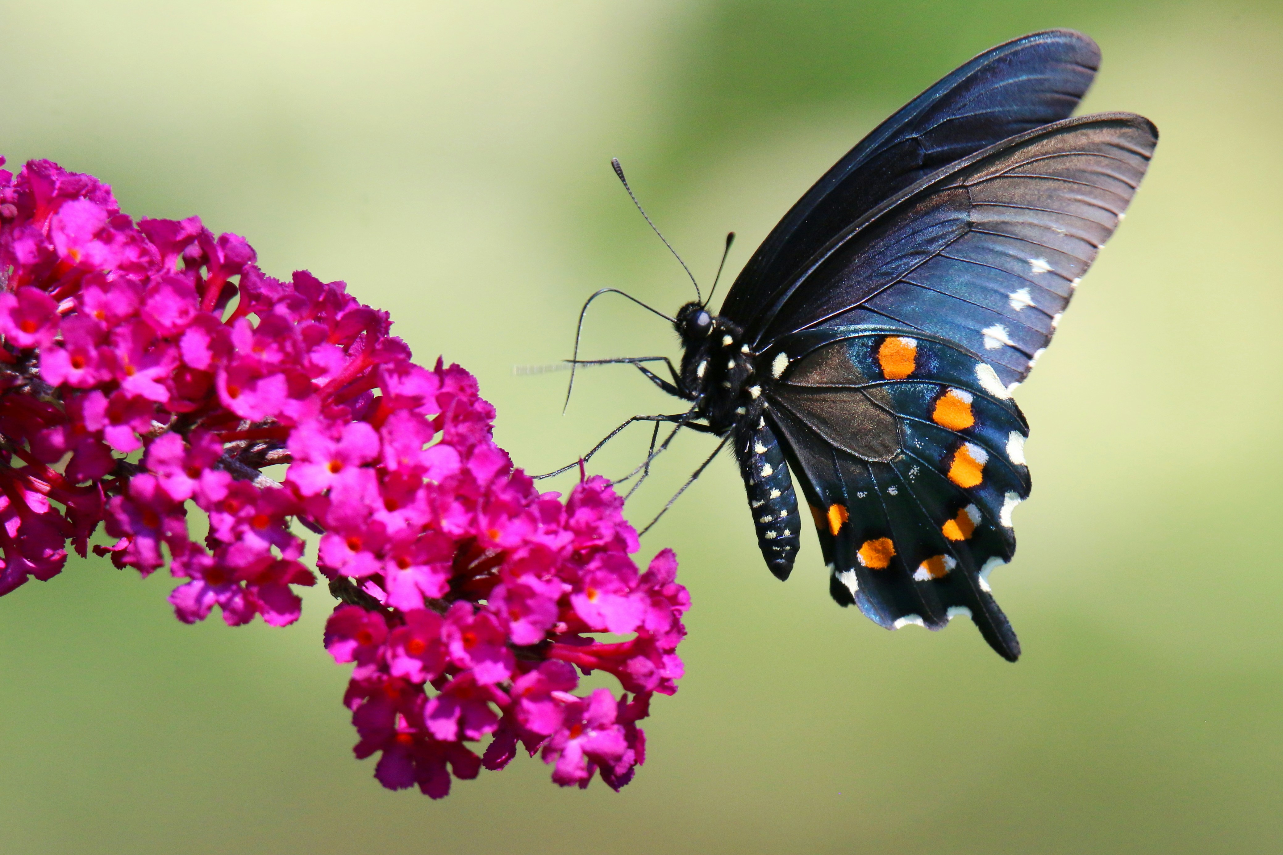 Whispers of Nature: A Butterfly's Delicate Dance