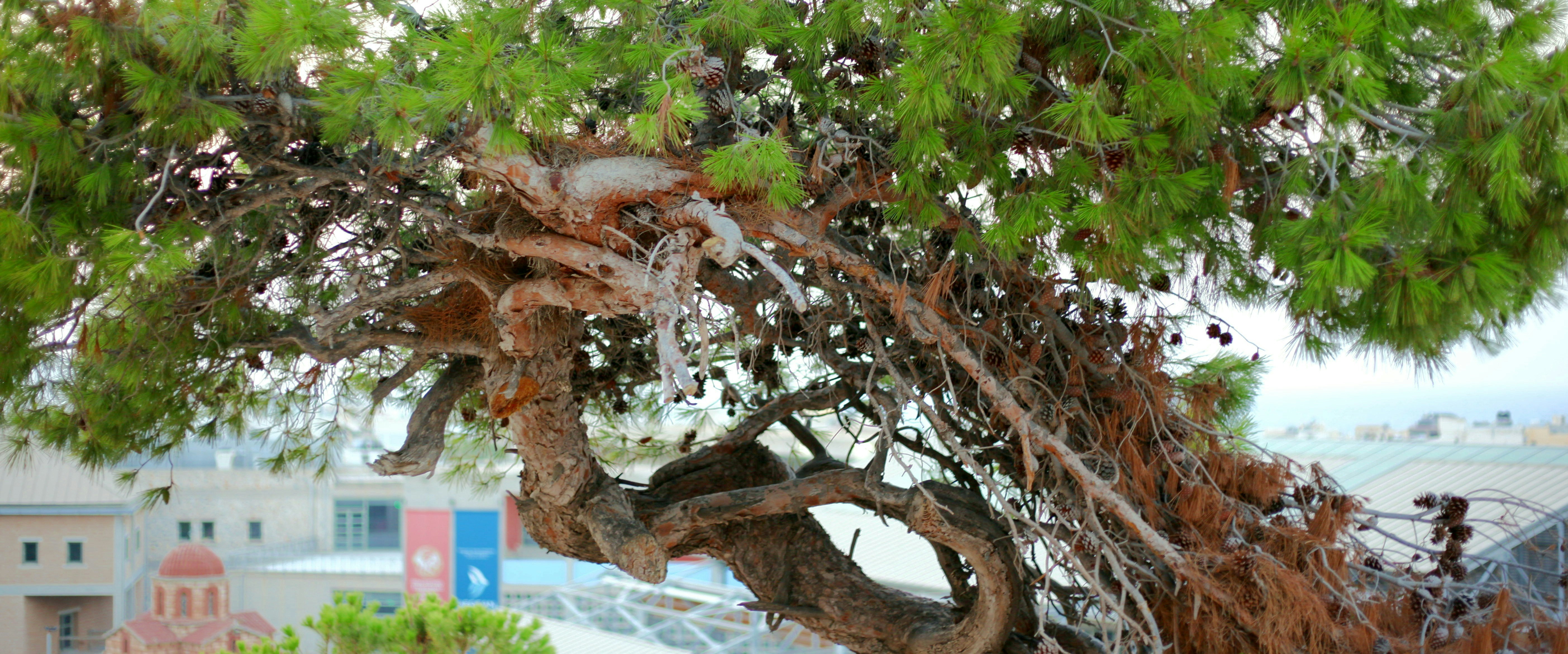 A tangled up tree that looks like it has a central nervous system. | A large, old tree with twisted branches and green leaves.