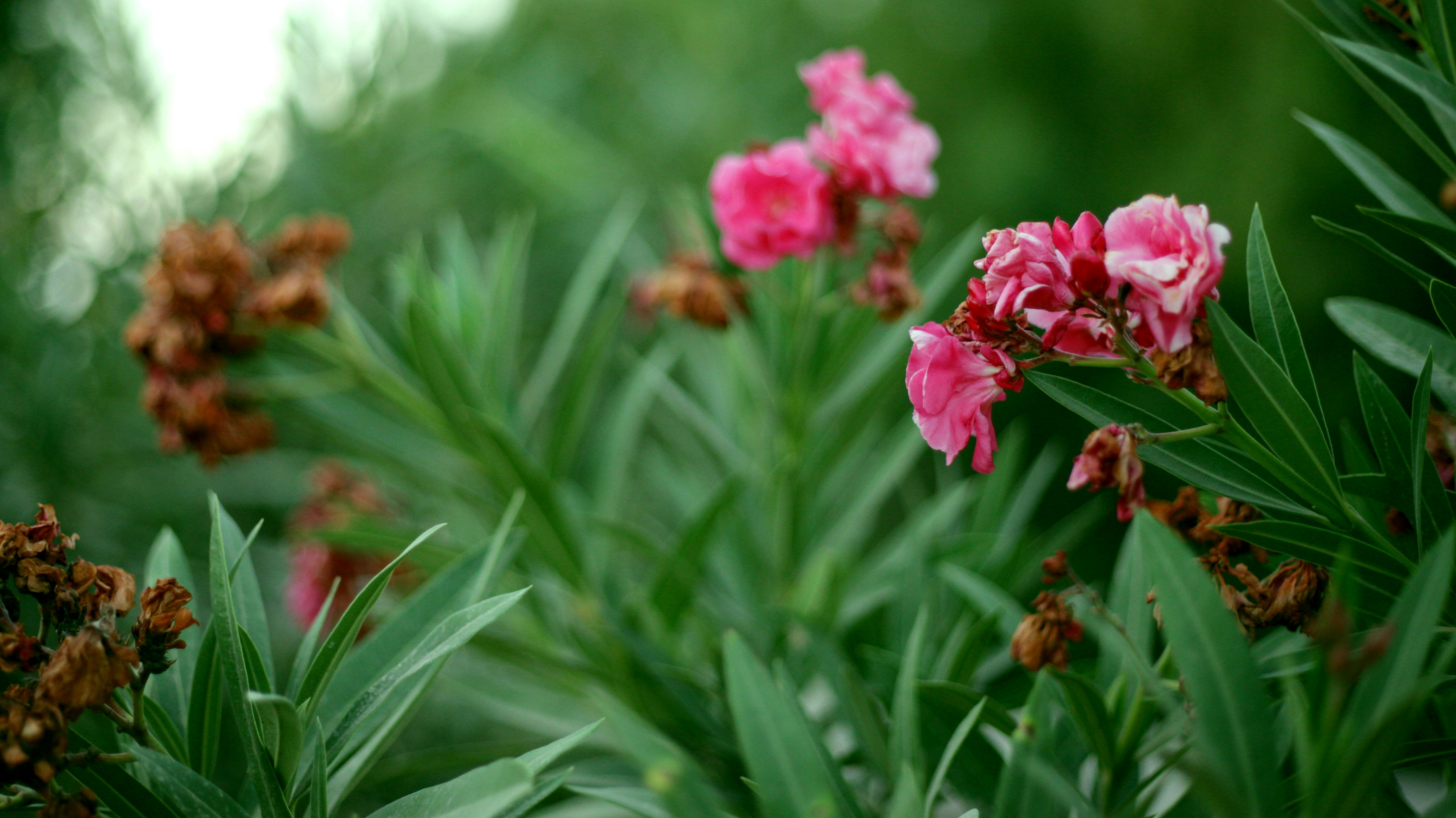 Pink flowers bloom among green foliage