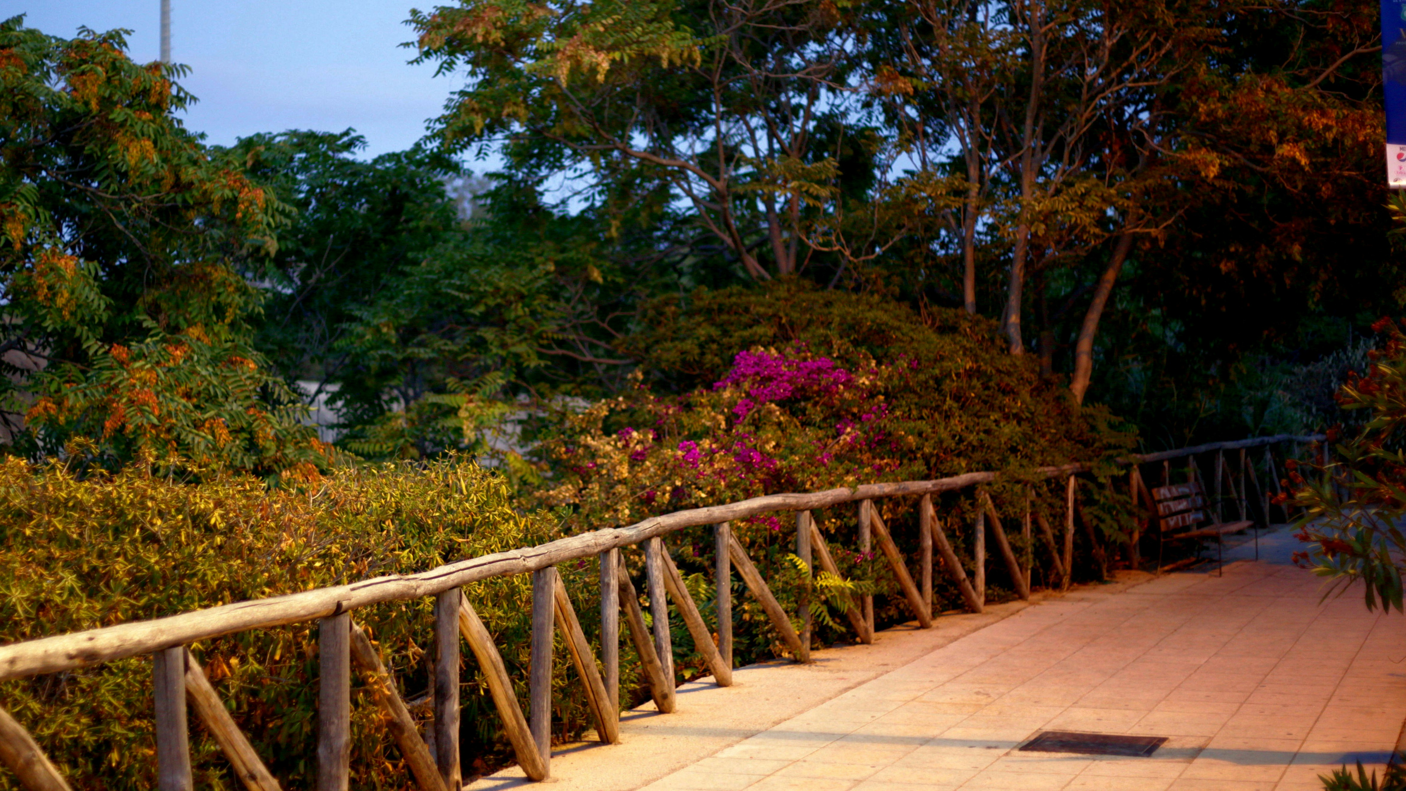 Twilight Serenity: A Pathway Through Nature's Embrace
