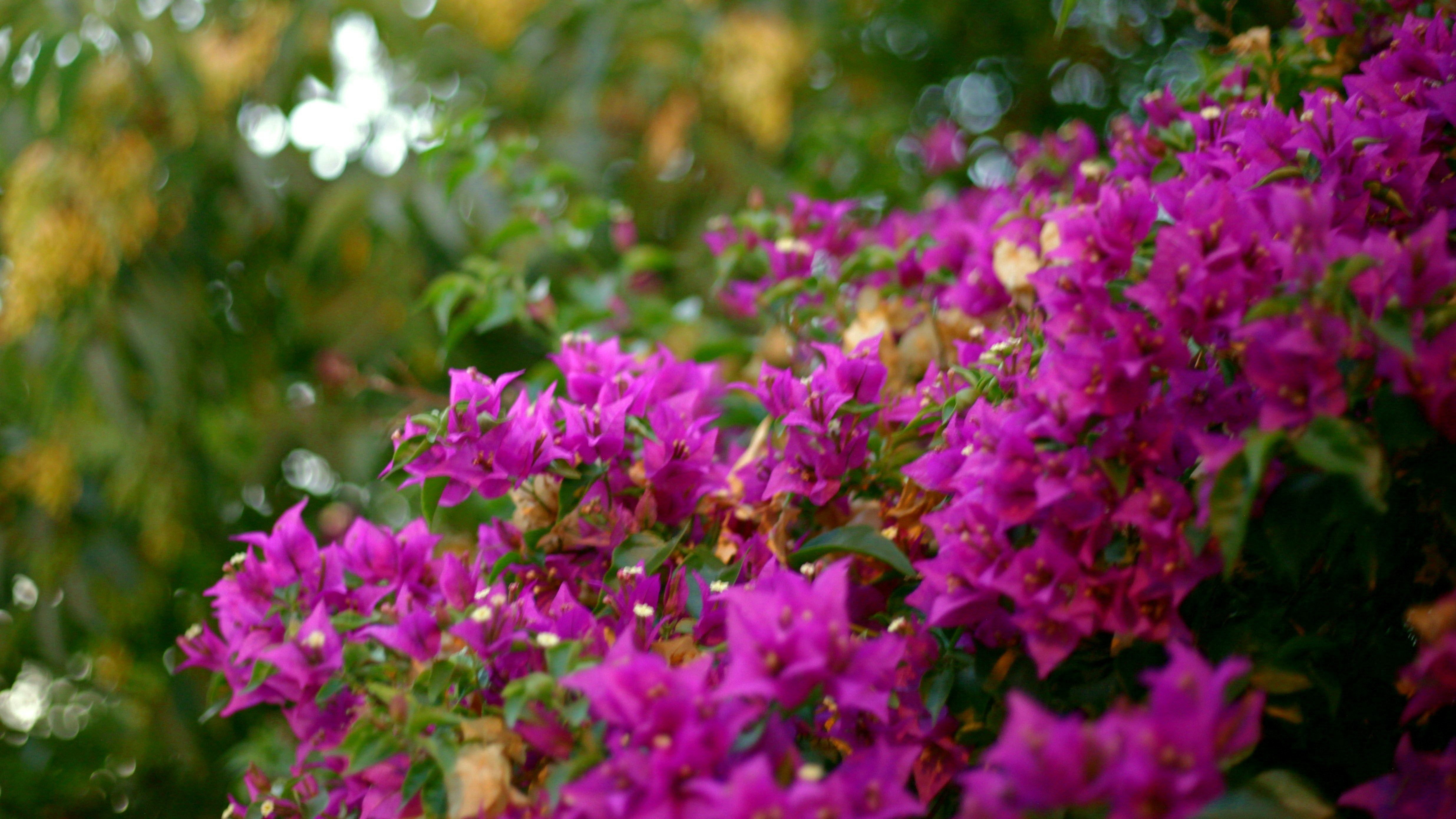 Vibrant purple flowers bloom against green foliage