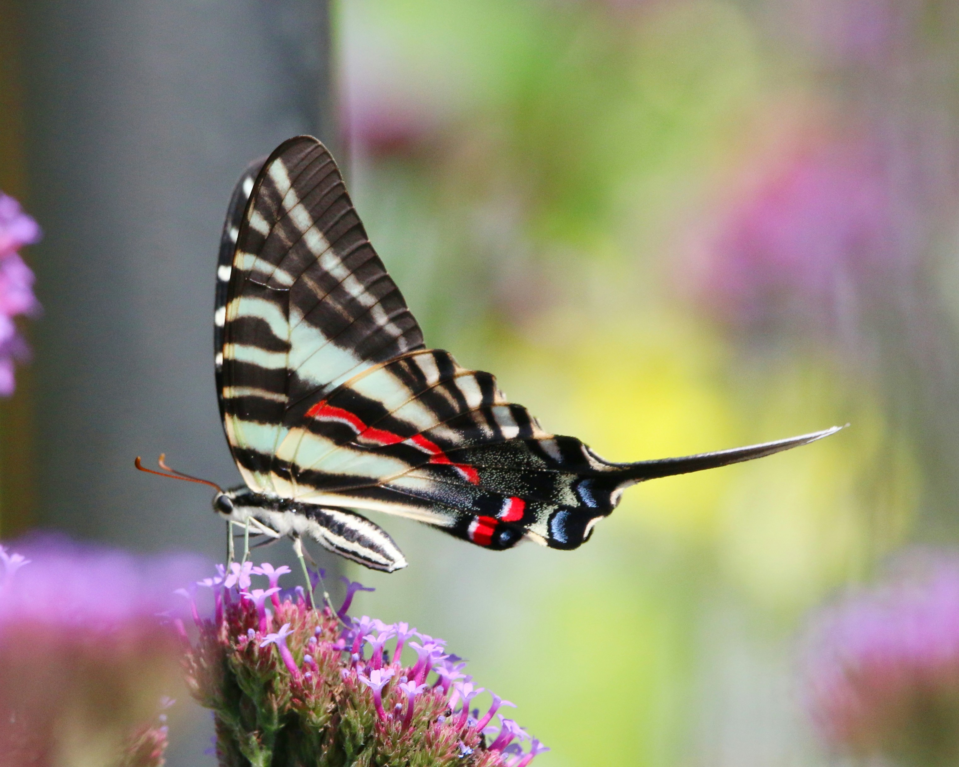Nature's Delicate Brushstroke