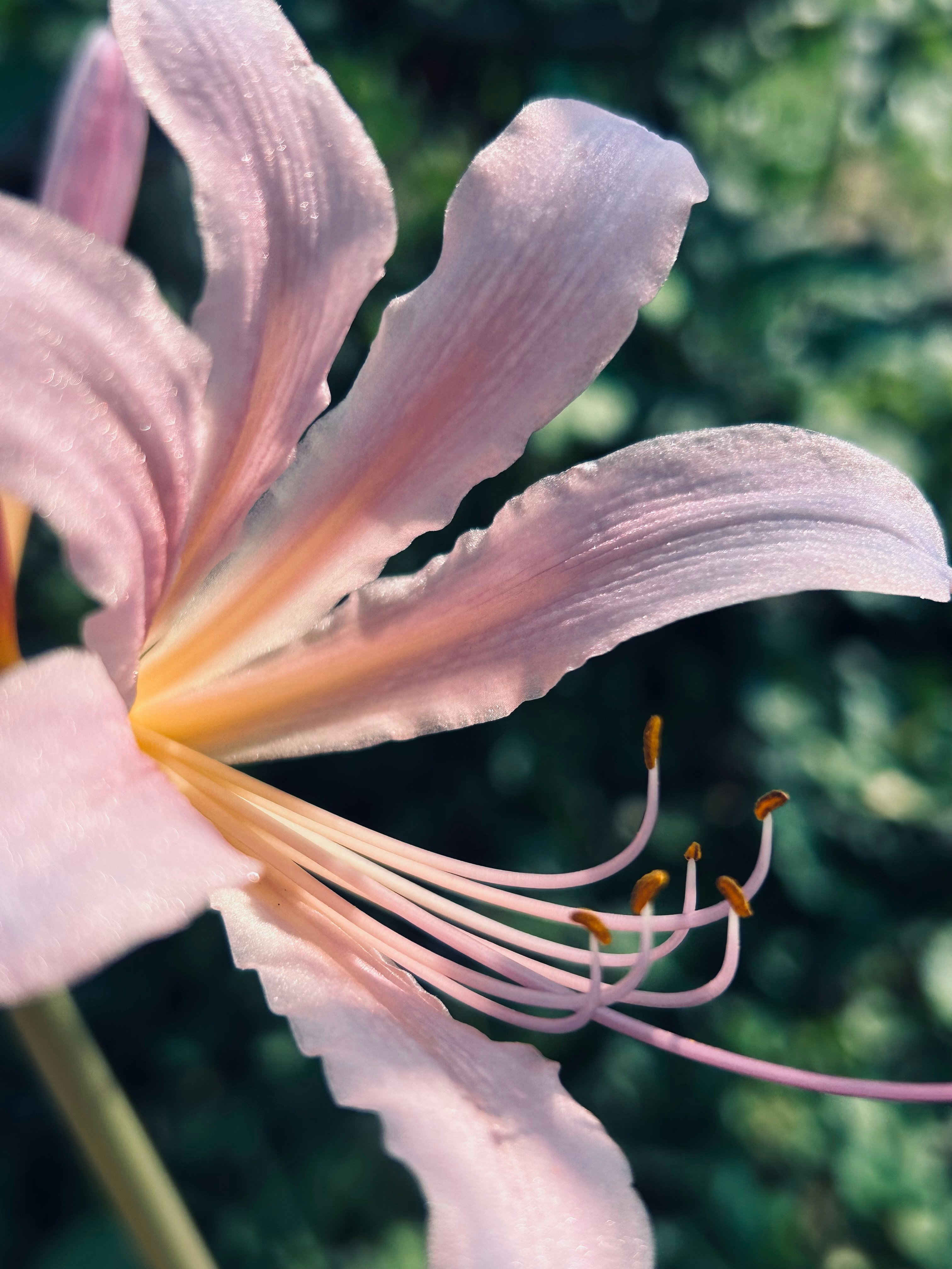 Delicate pink lily flower with long stamens outdoors