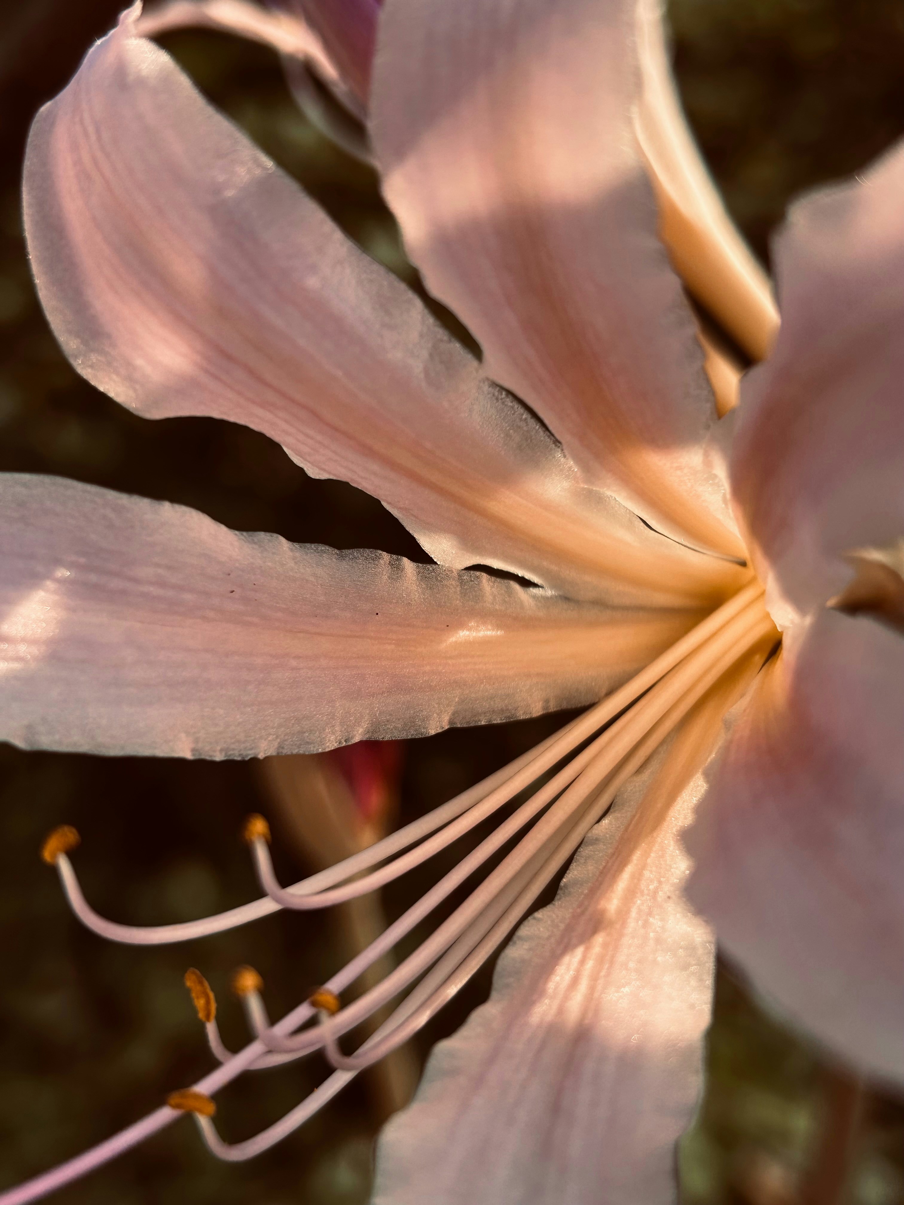 A Surprise Lilly | Close-up of a delicate pink lily flower