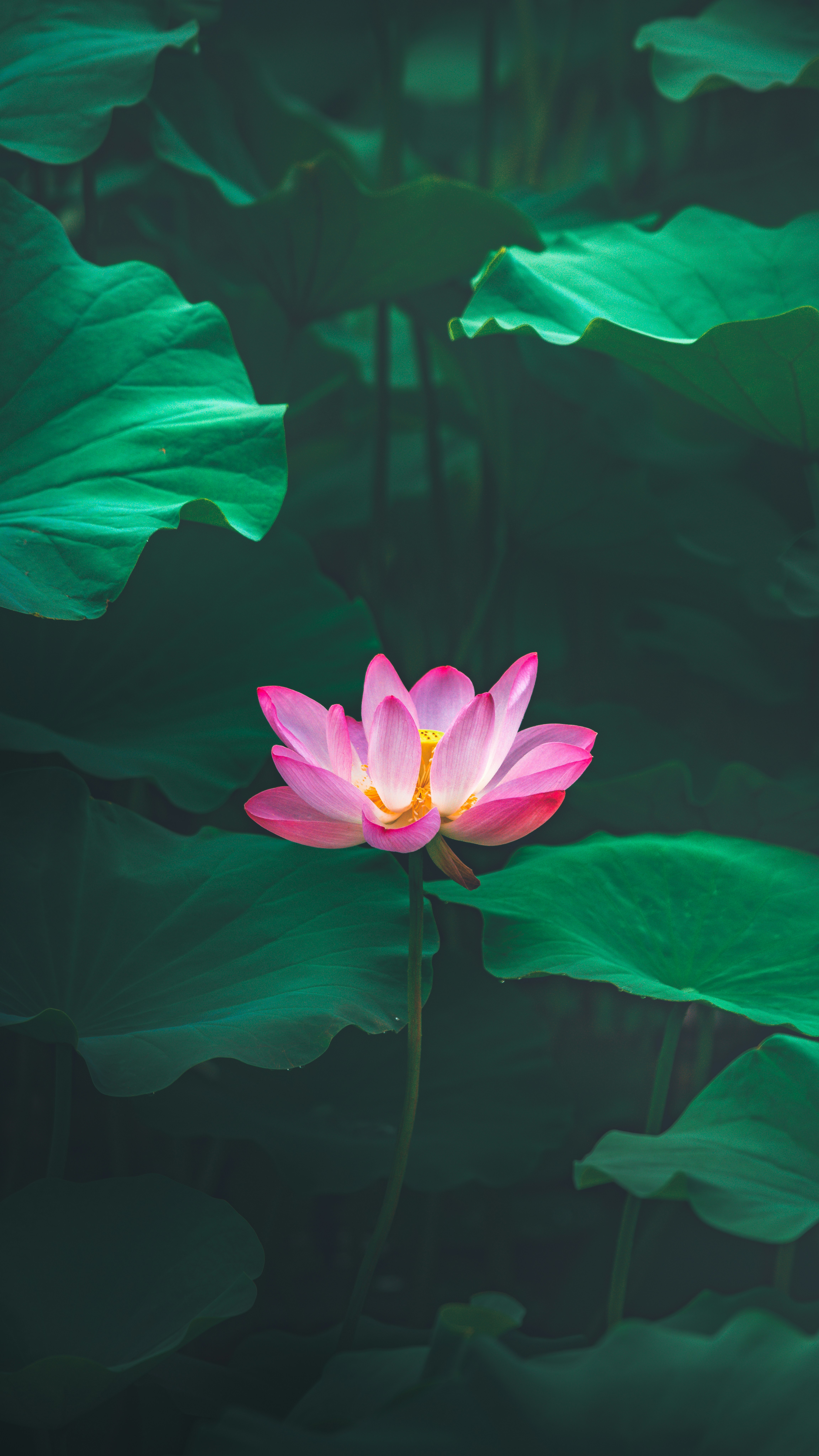 A vibrant pink lotus flower emerges gracefully from a sea of green leaves, showcasing its delicate petals and serene beauty.