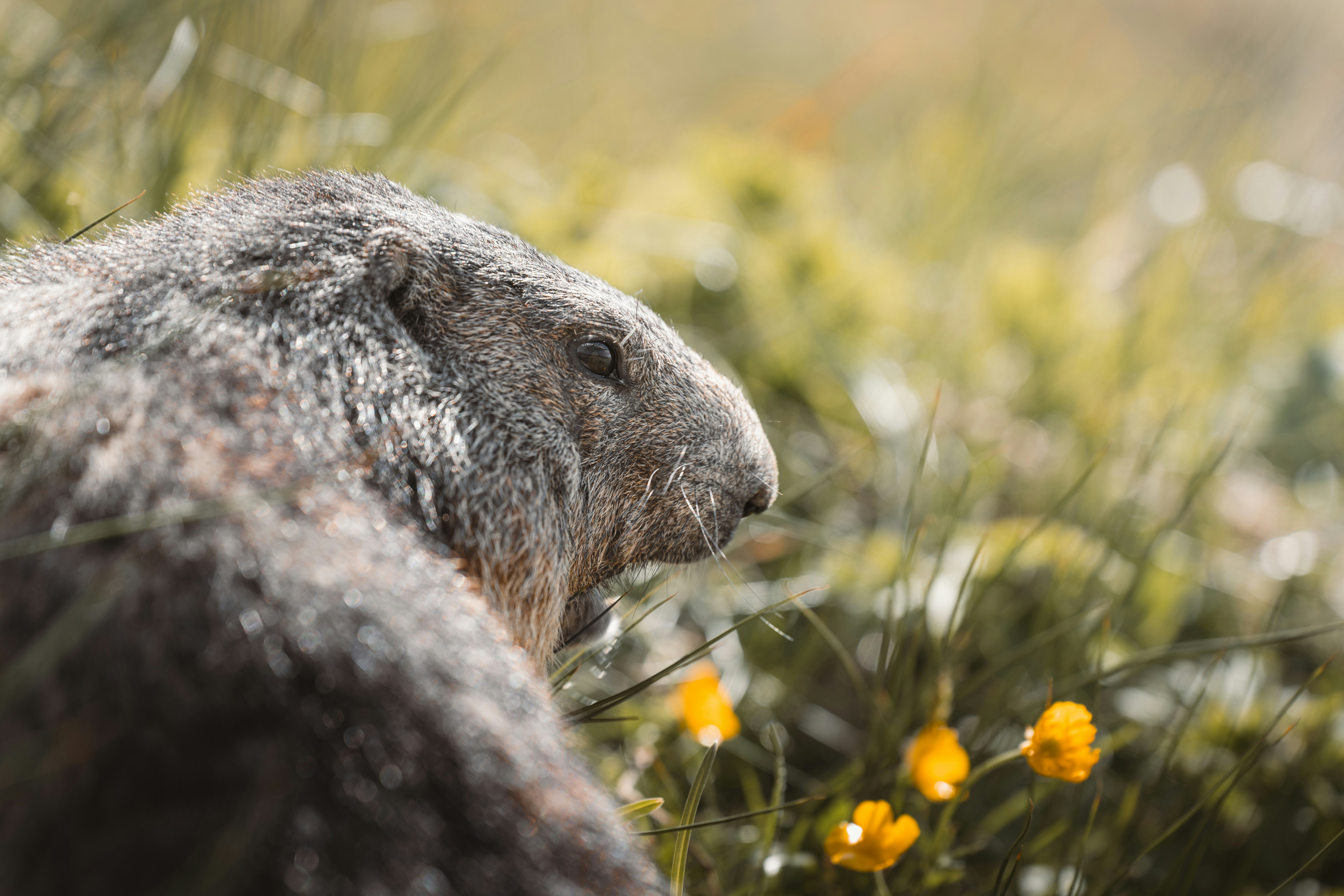 A close-up of a marmot resting amidst vibrant yellow flowers in a grassy field.