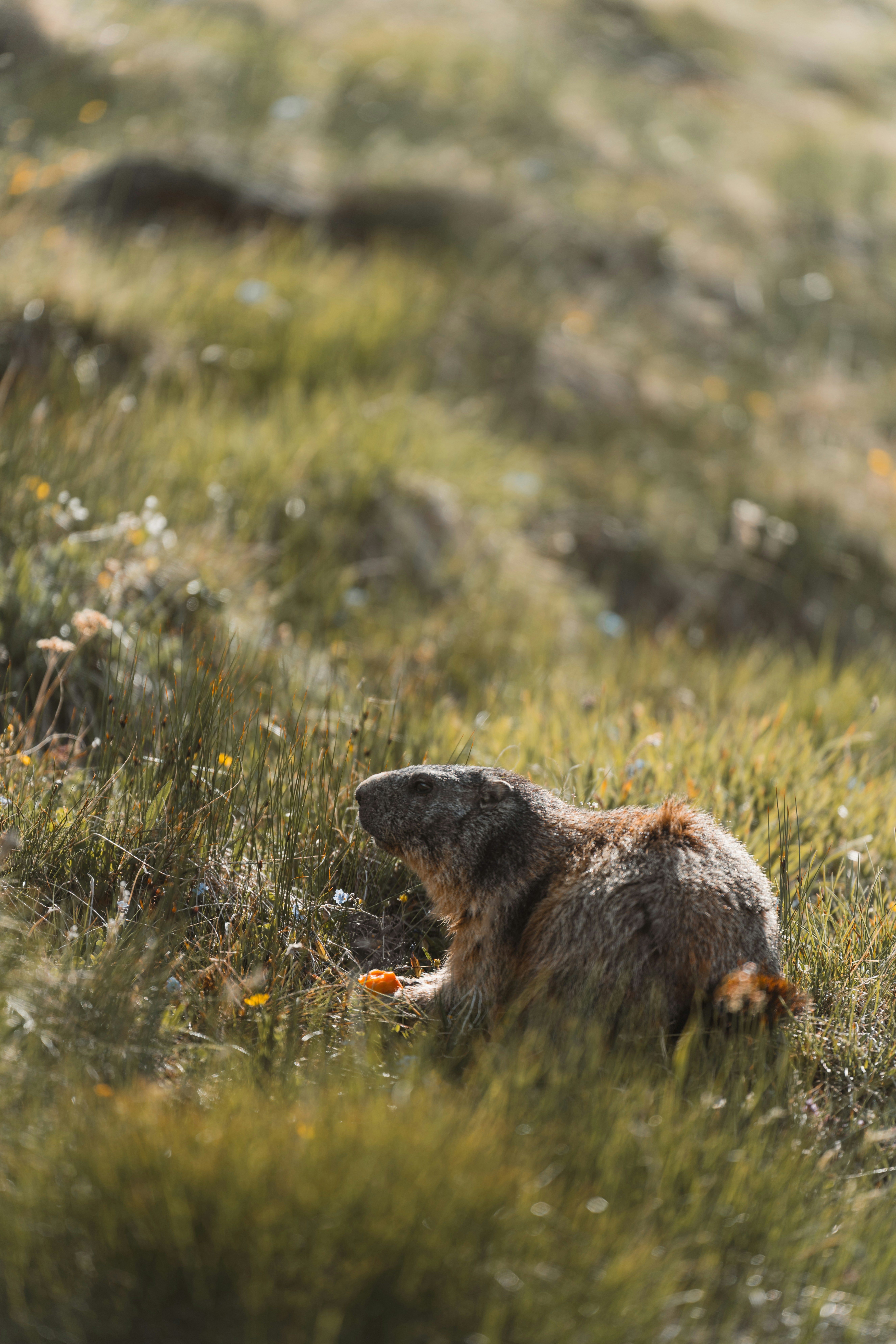 Marmot Foraging in Sunny Grassland | A marmot sits in a grassy field eating food.