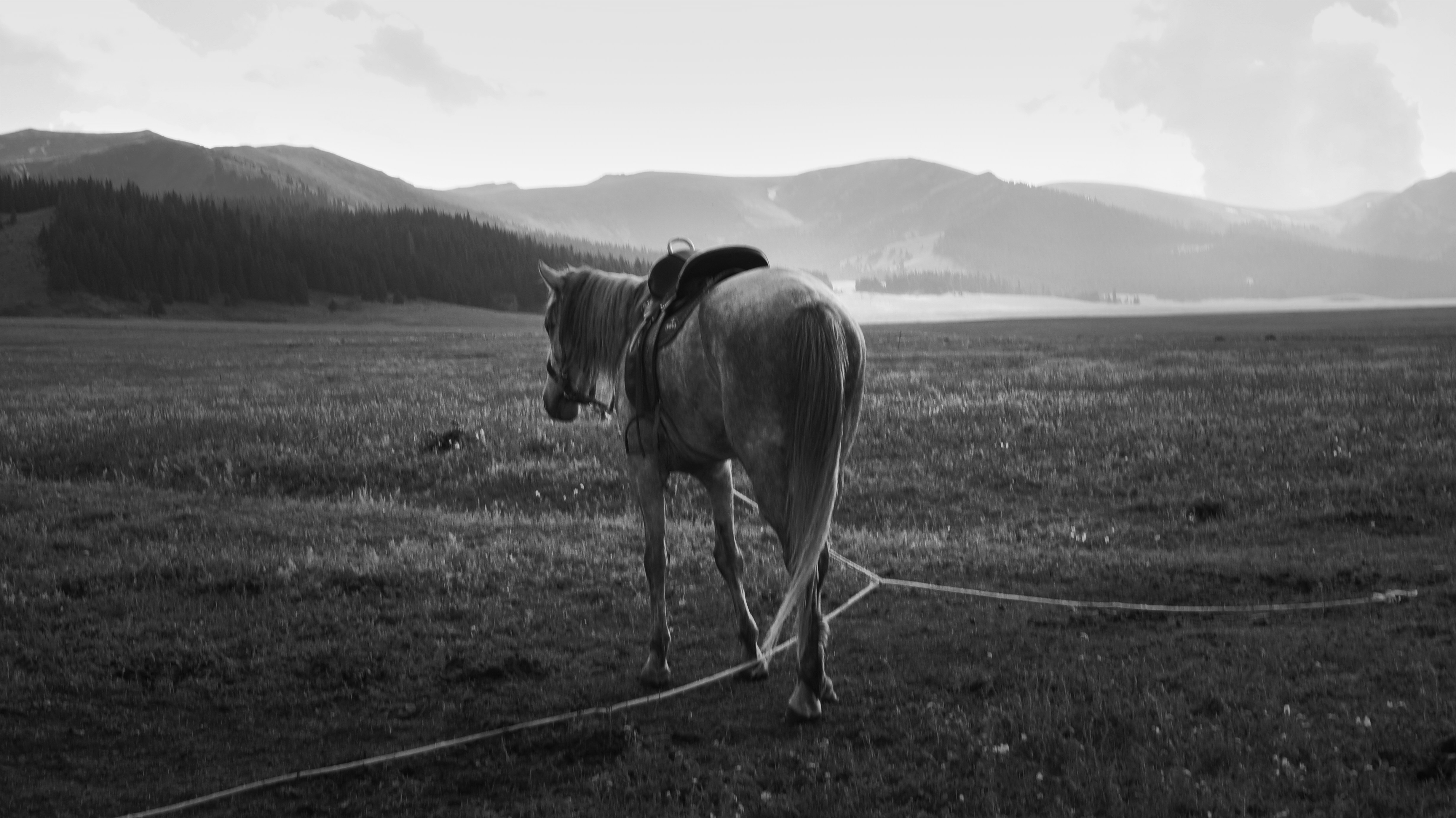 A lone horse with a saddle walks away across a vast meadow, framed by distant mountains under a cloudy sky.
