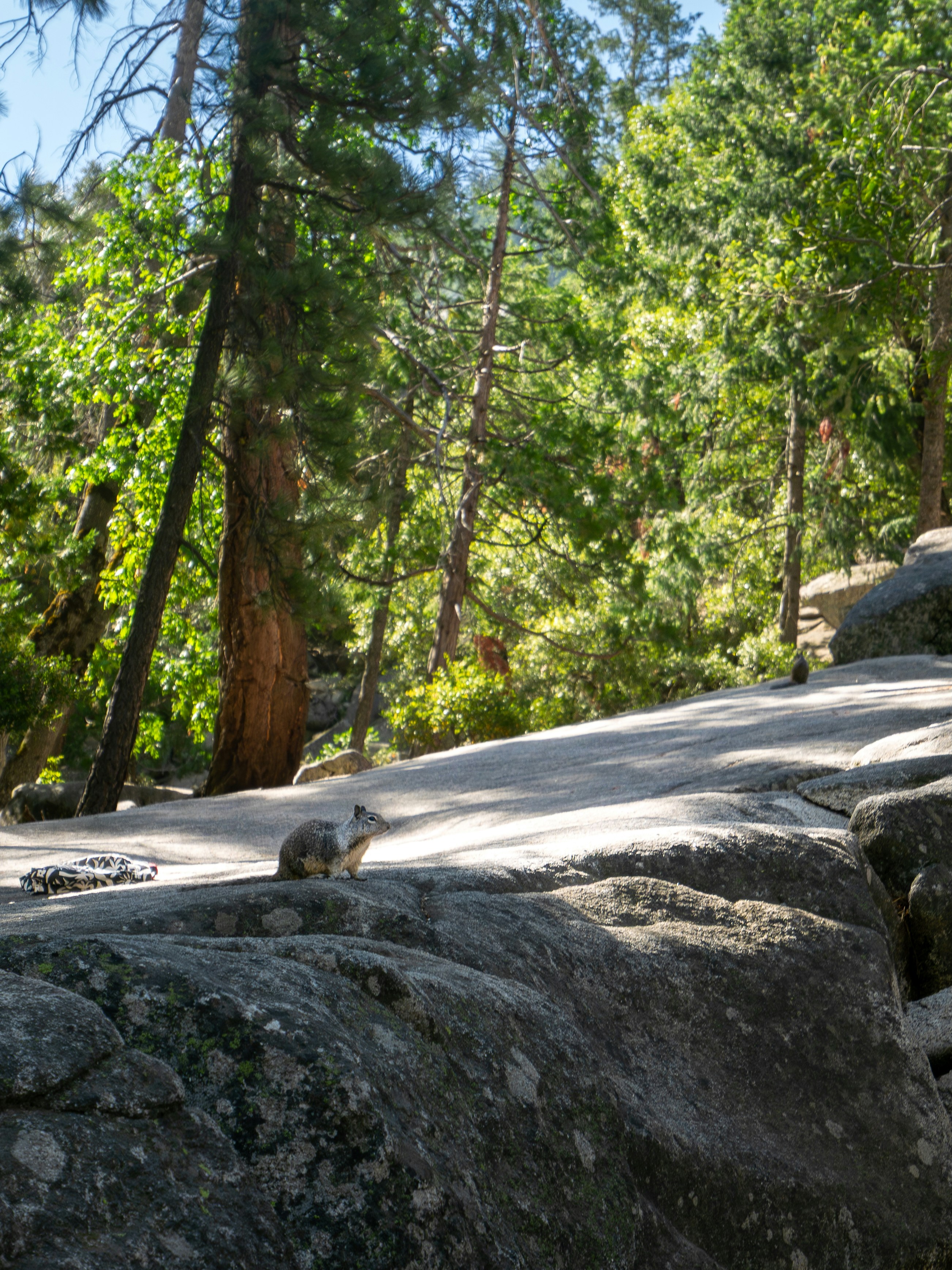 Nature's Quiet Observer