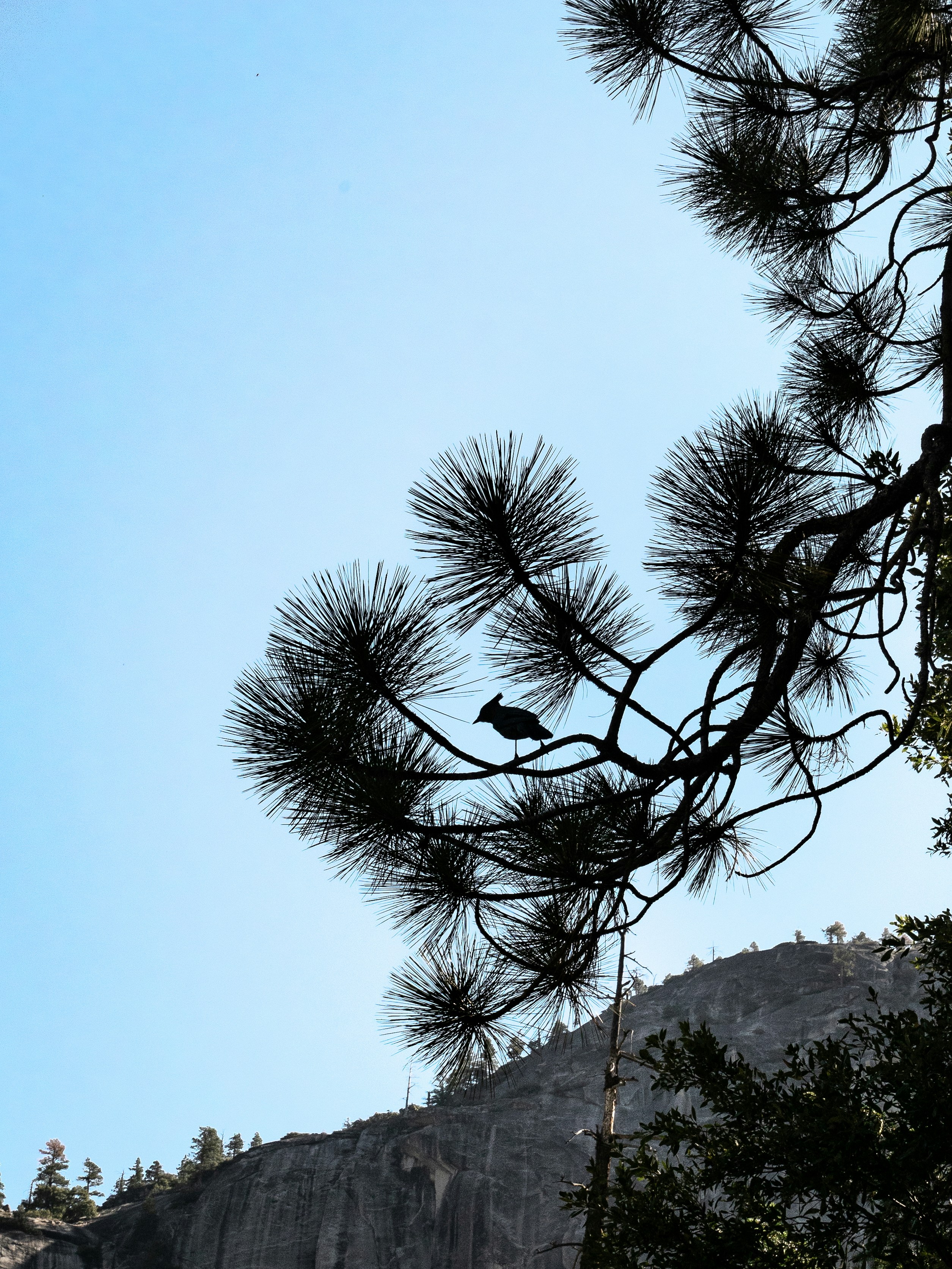 Perched Silhouette: A Pine Crown Framed Against Blue Sky
