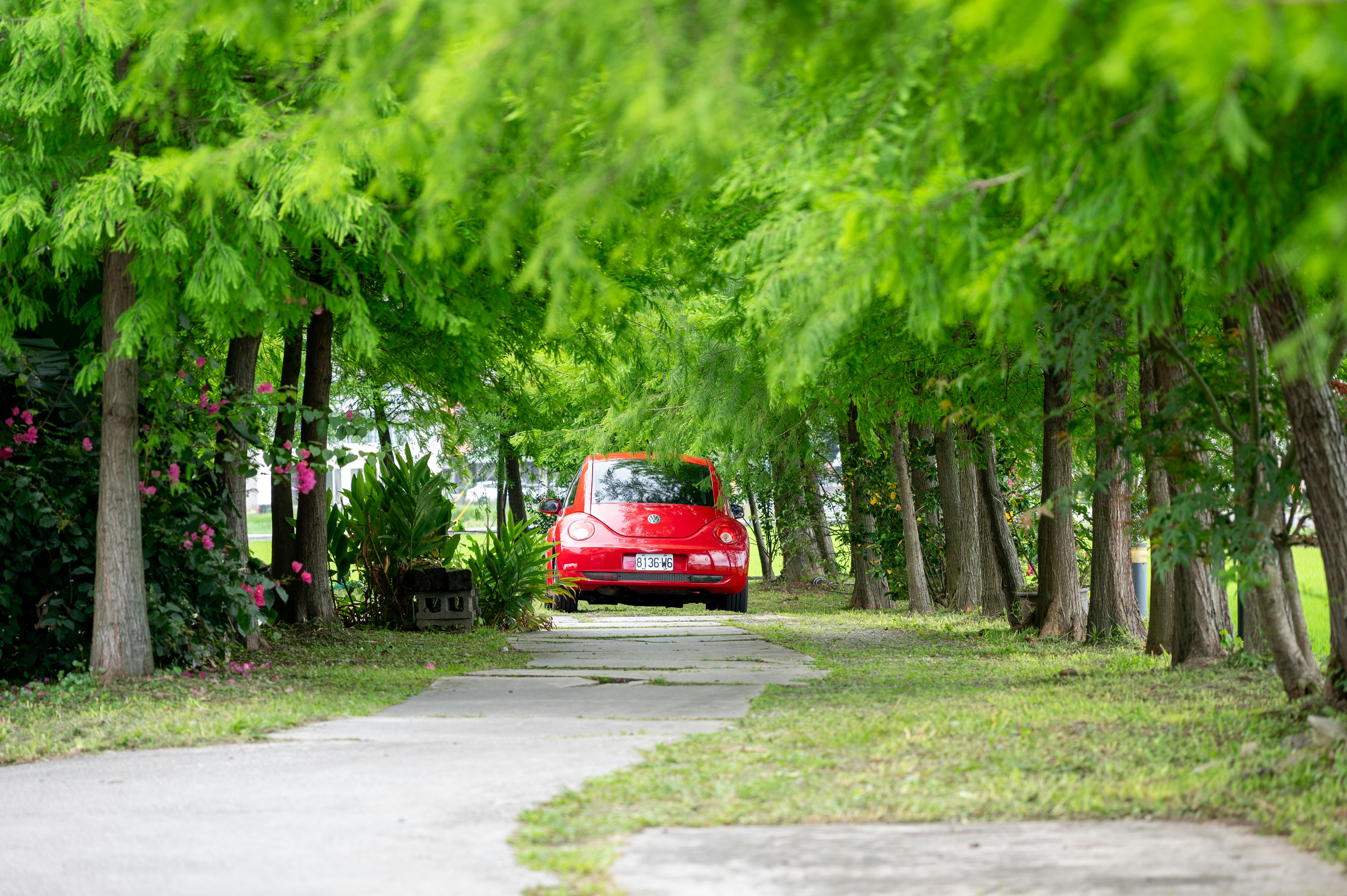 Vibrant red car nestled among lush greenery along a serene pathway. The surrounding trees create a tranquil atmosphere.