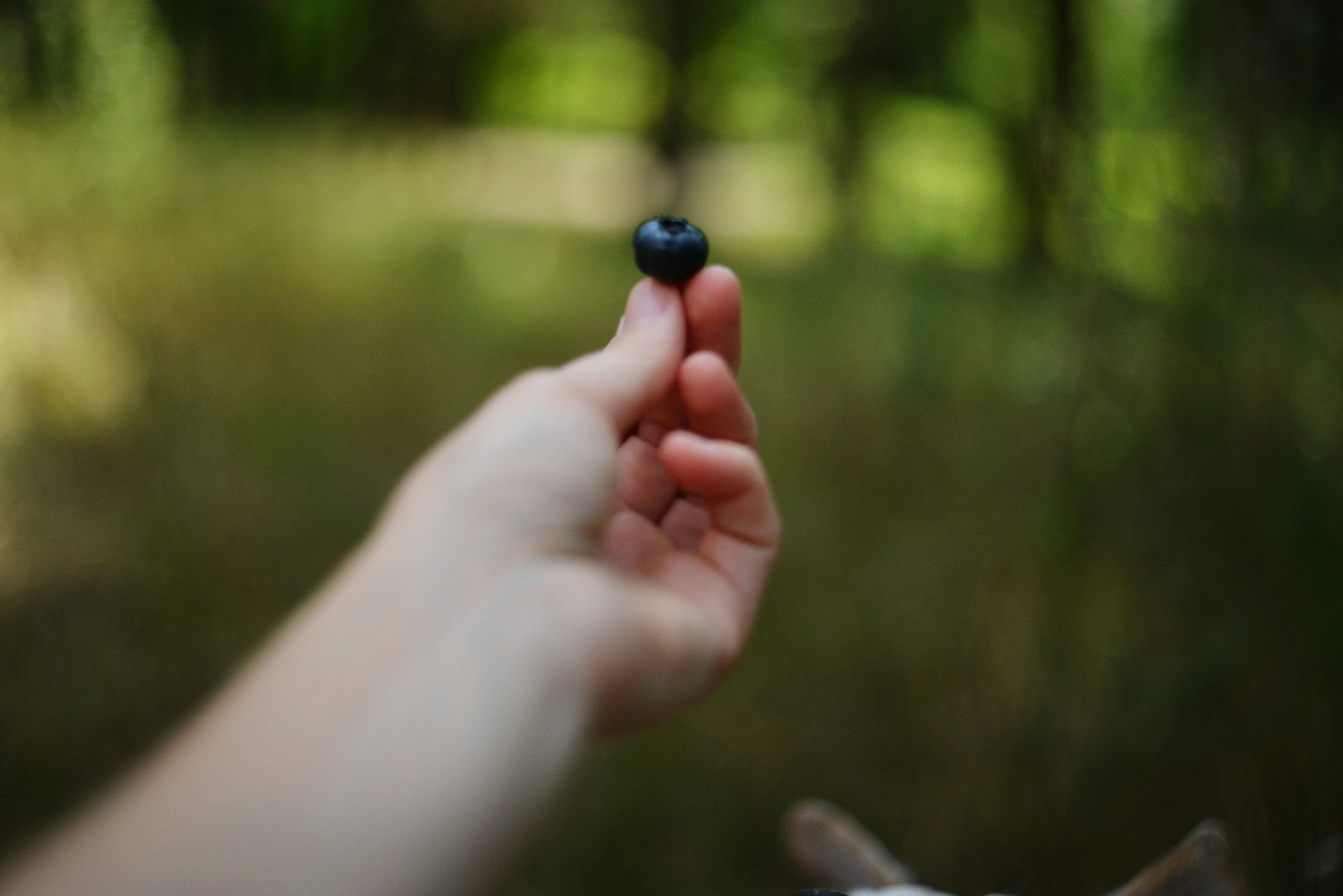 Nature's Tiny Treasure: A Handful of Blueberry Bliss