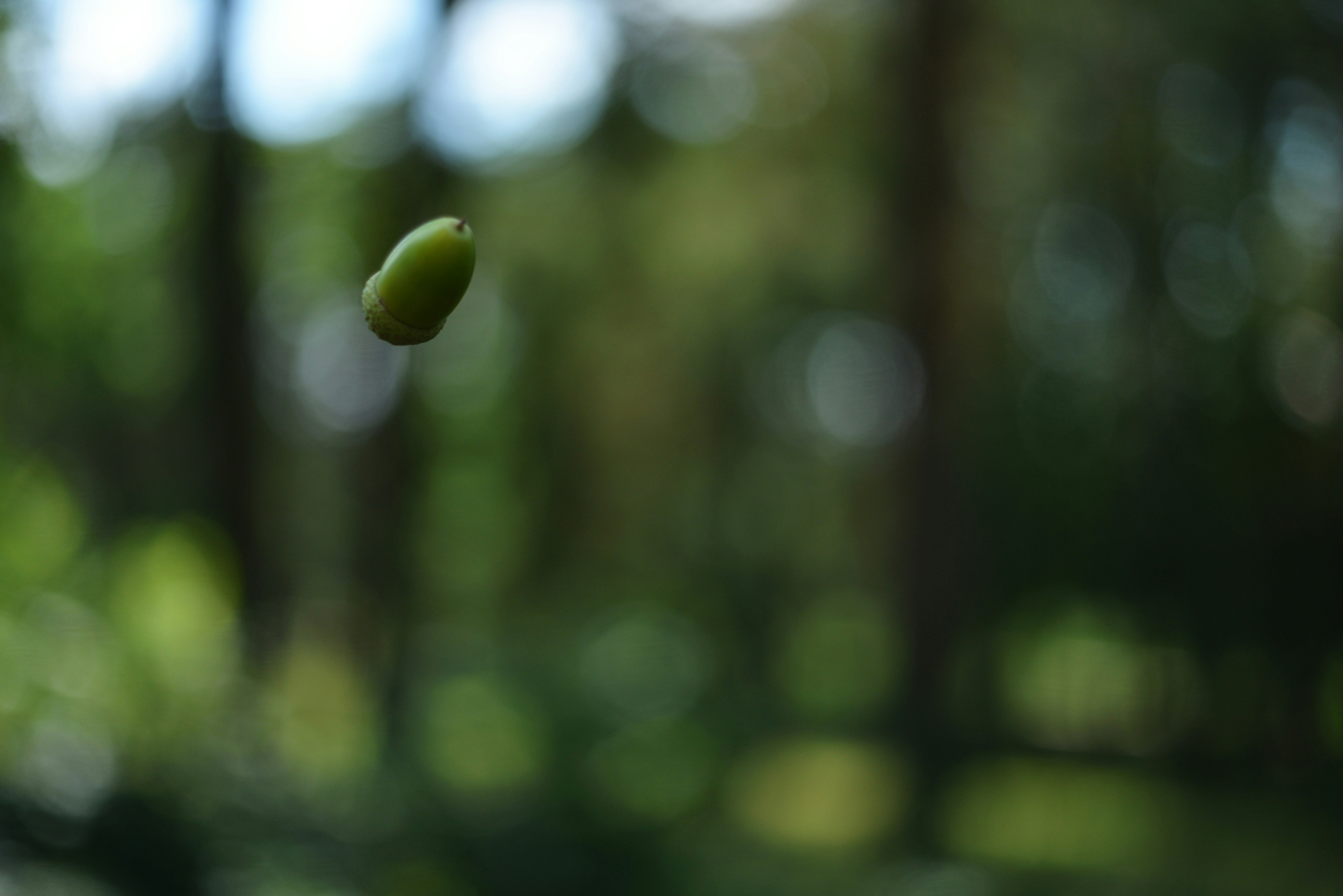 A single green acorn floats in the air.