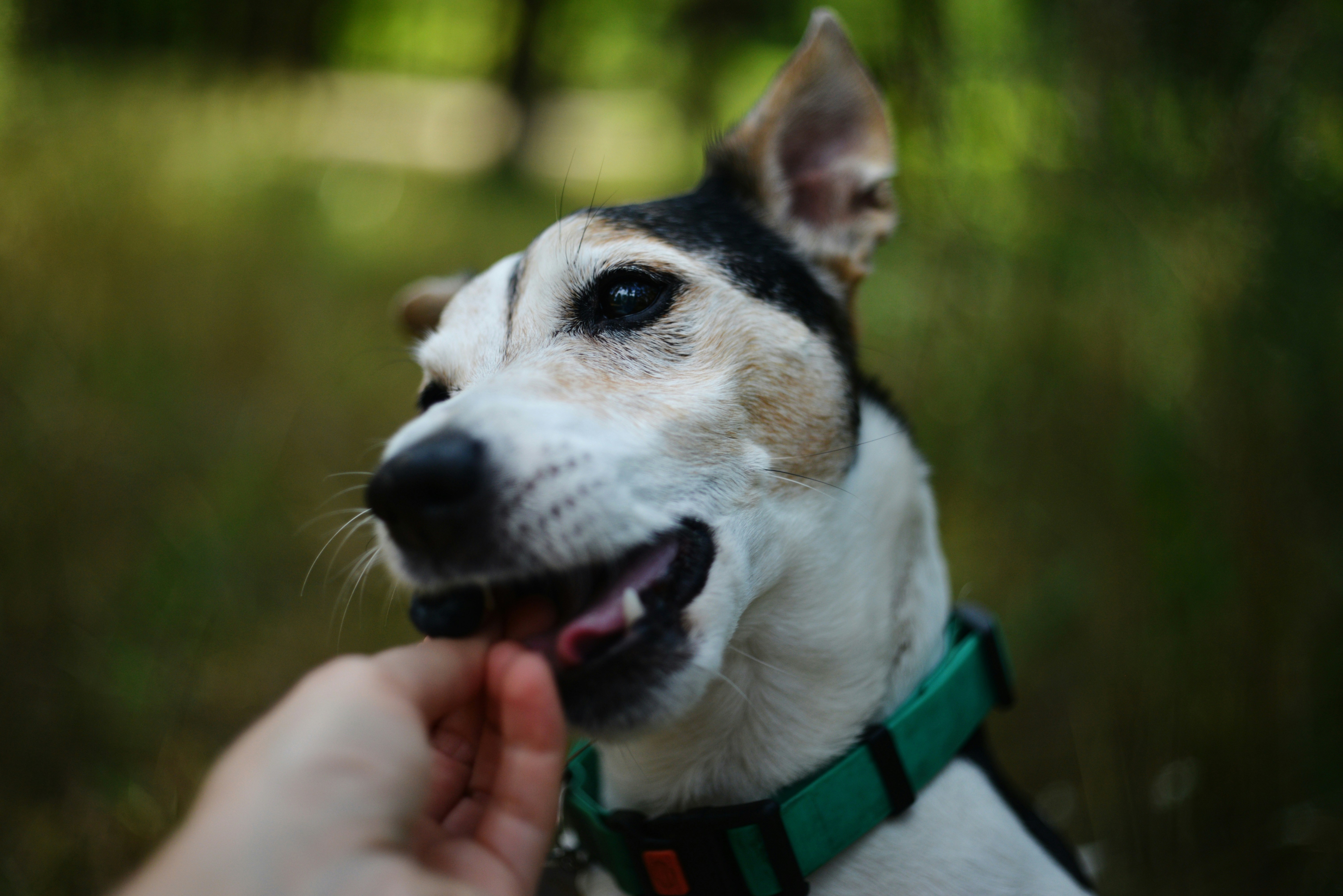 Close-Range Treat Moment: A Dog Nose and Hand Share a Snack