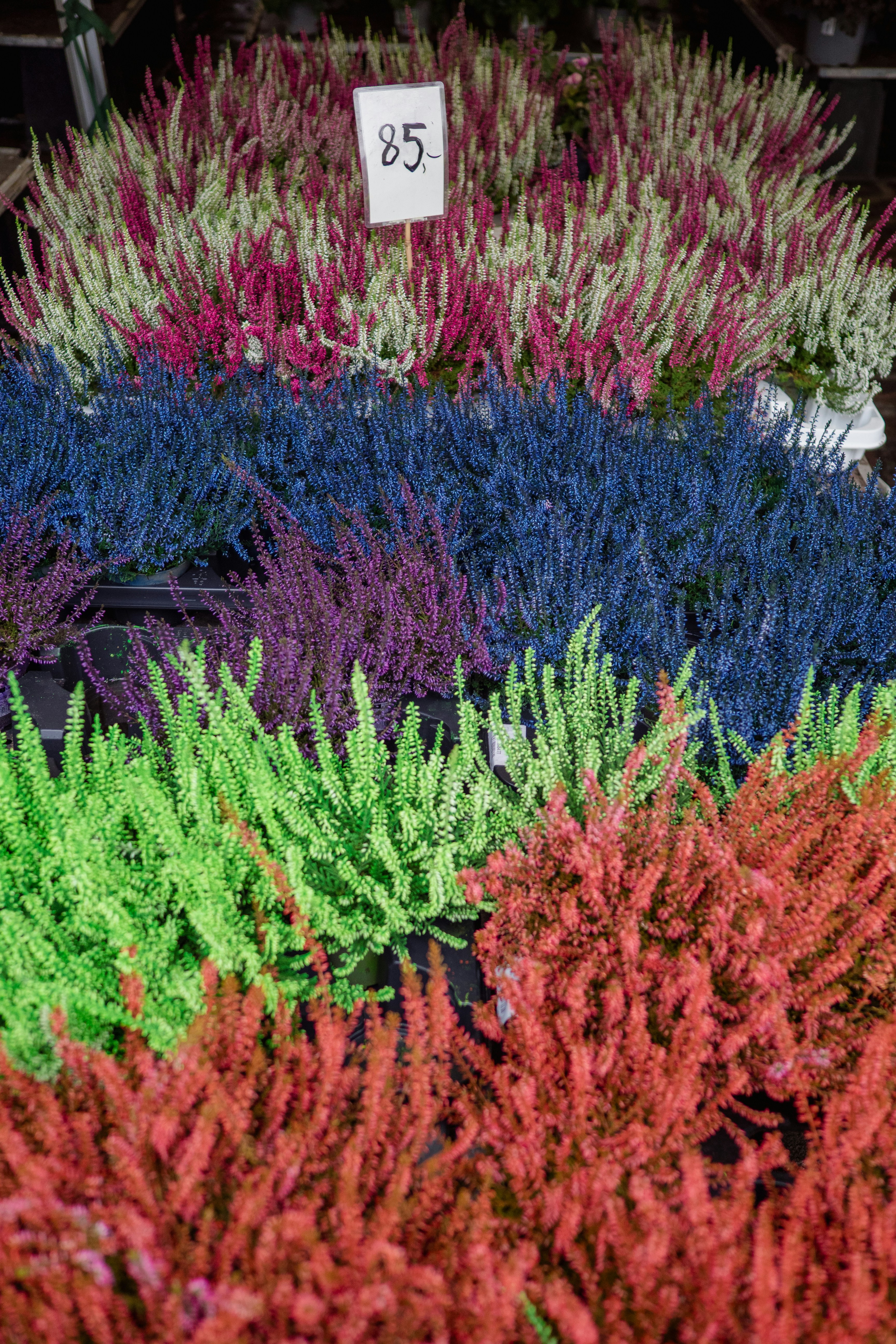 Vibrant display of colorful flowering plants arranged in neat rows, showcasing a variety of hues including green, red, blue, and purple. Price tag visible at the center.