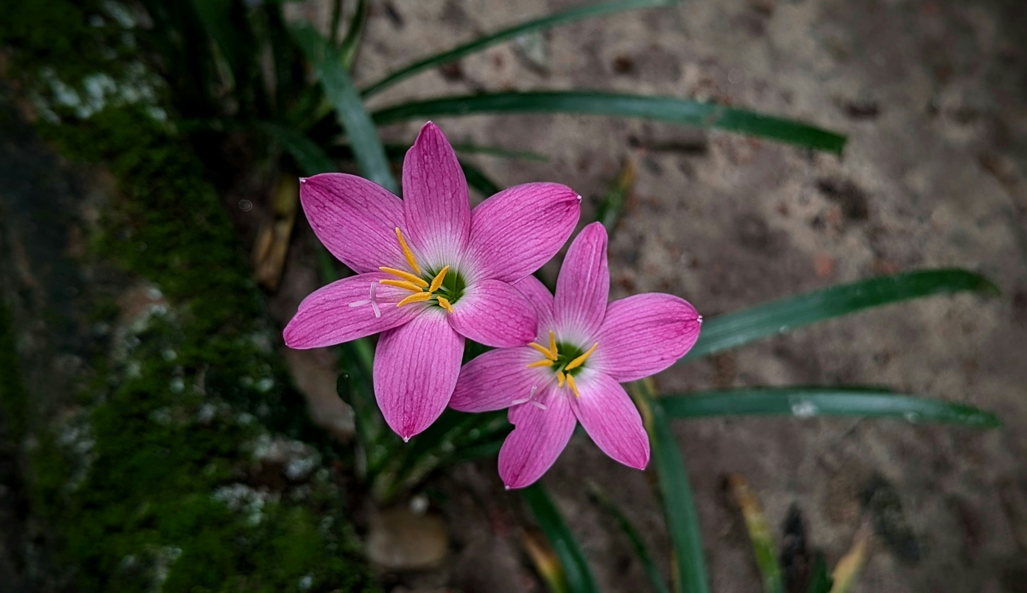 Harmony in Bloom: The Dance of Pink Petals