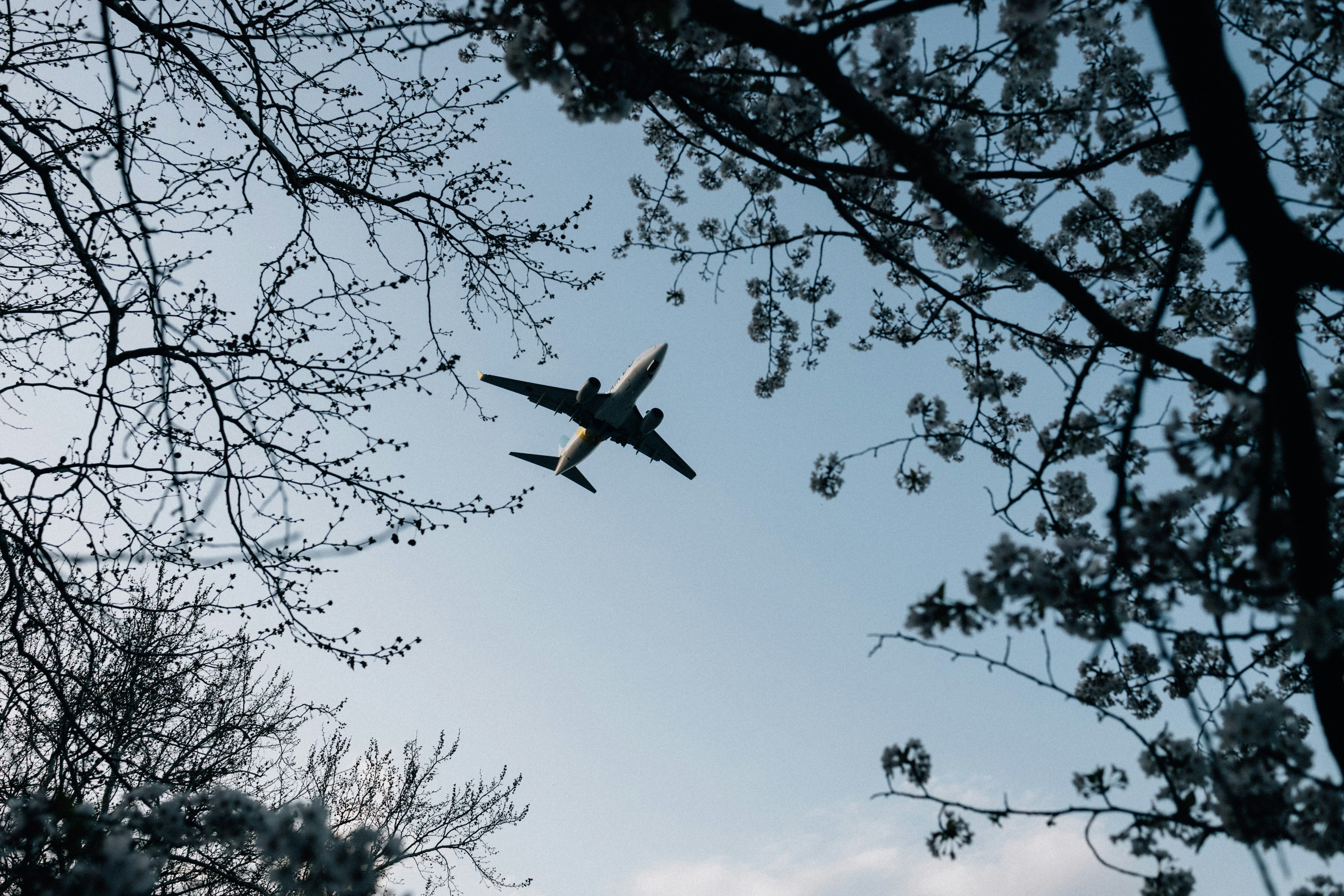 Airplane flying through trees against a blue sky photo – Free Japan ...