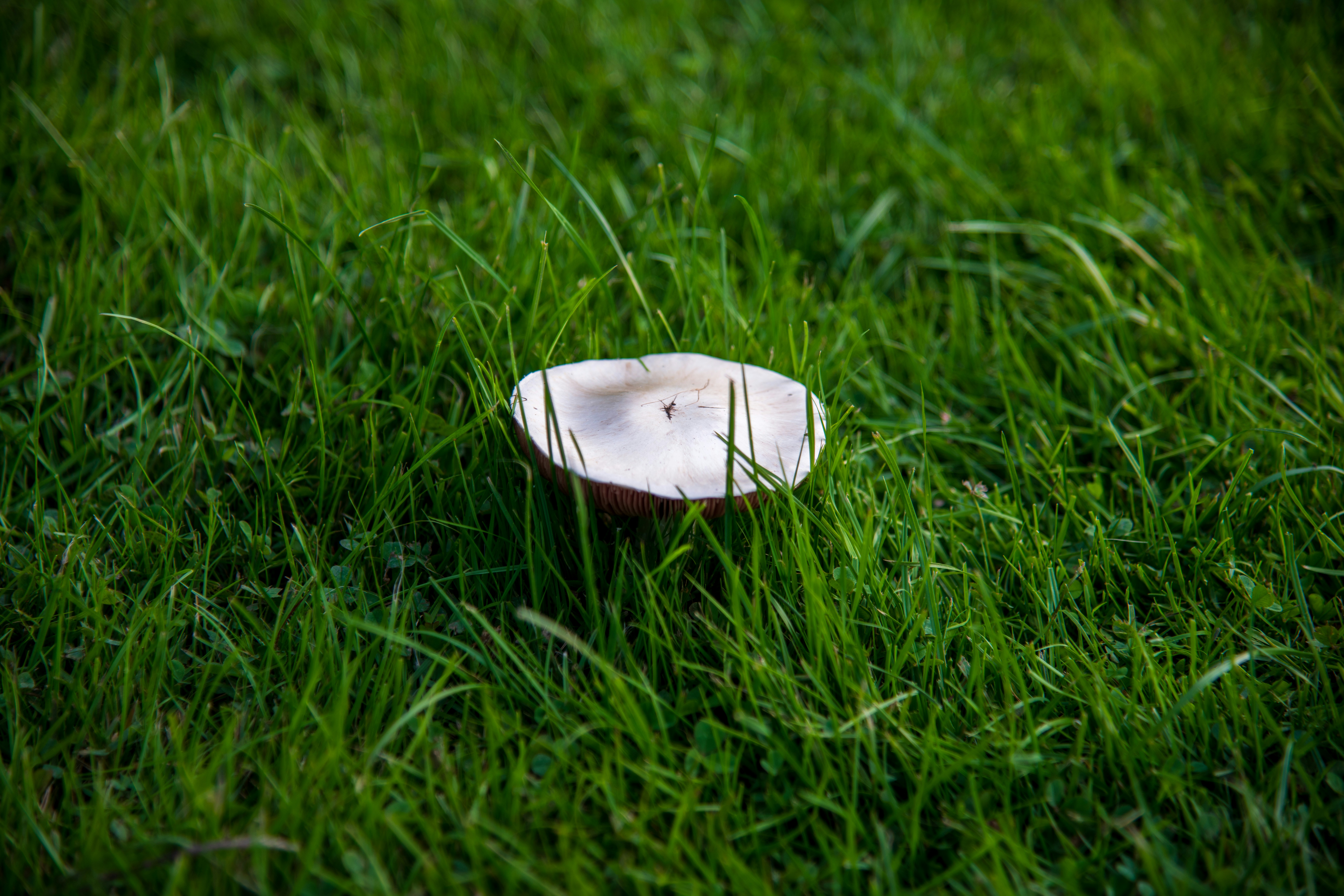 A cross-section of a tree stump resting on lush green grass, showcasing its natural texture and rings.