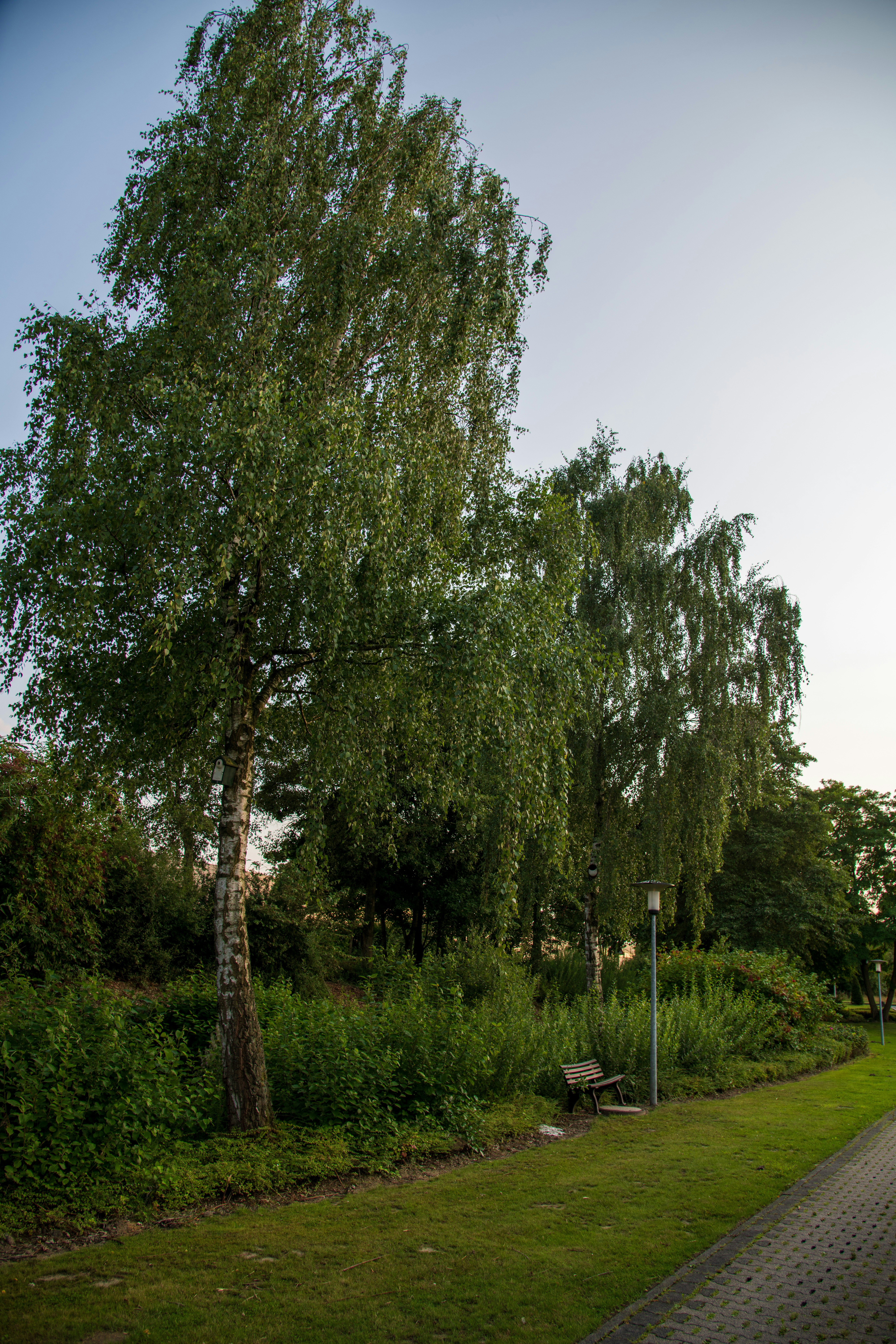Birch trees with green foliage under a clear sky