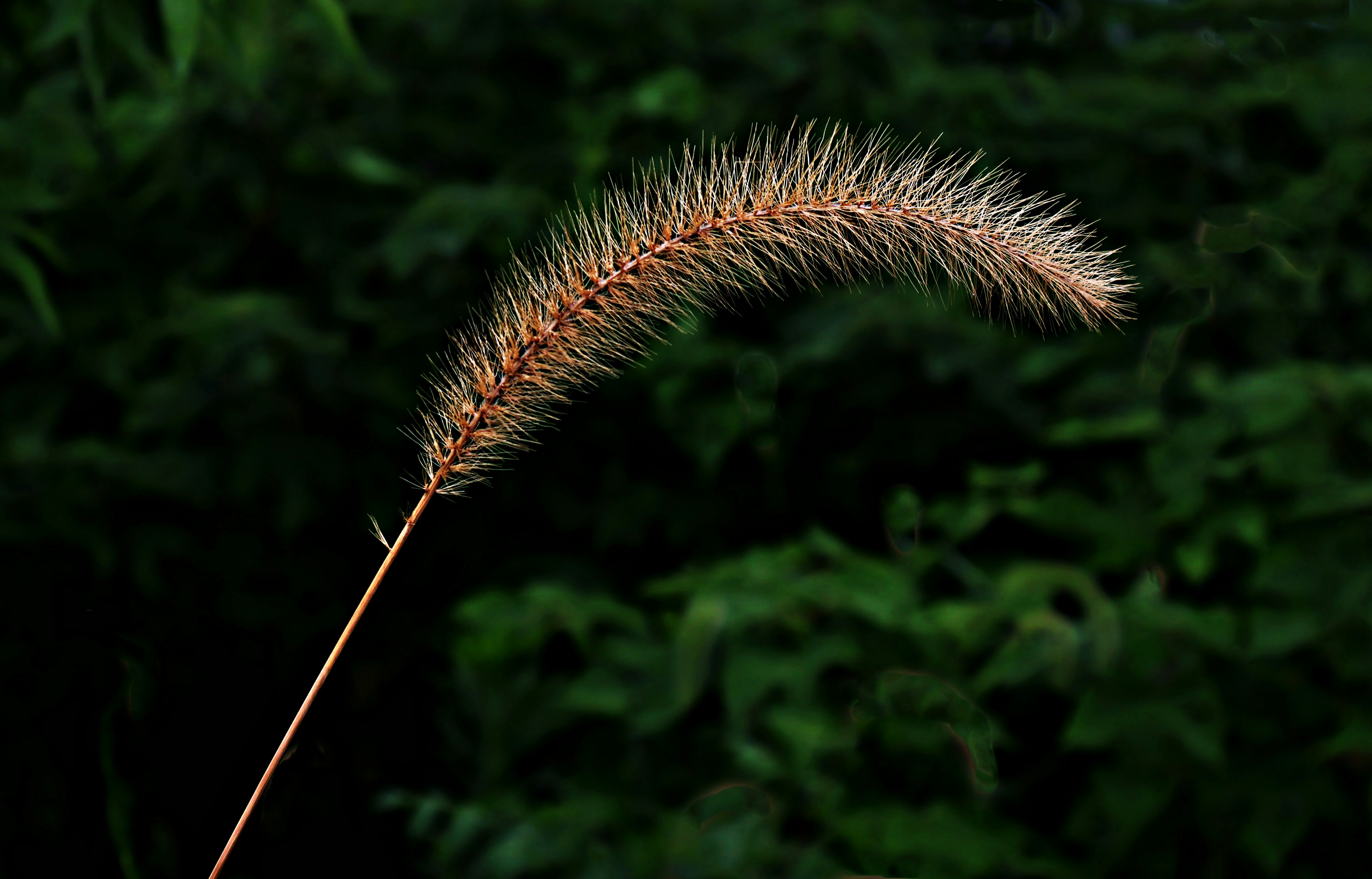 Whispers of Nature: The Elegant Seed Head