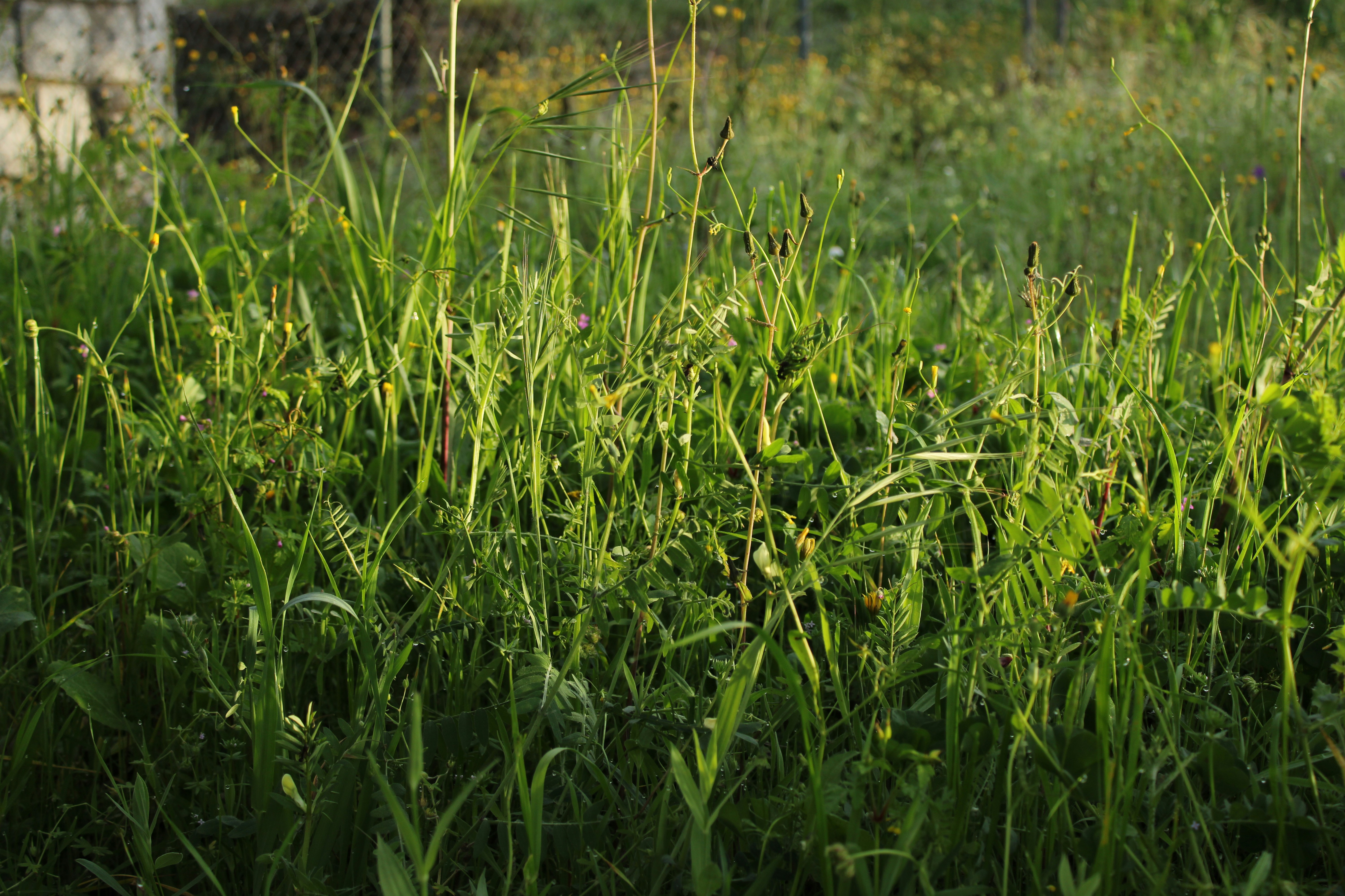 Lush green plants growing in a field.