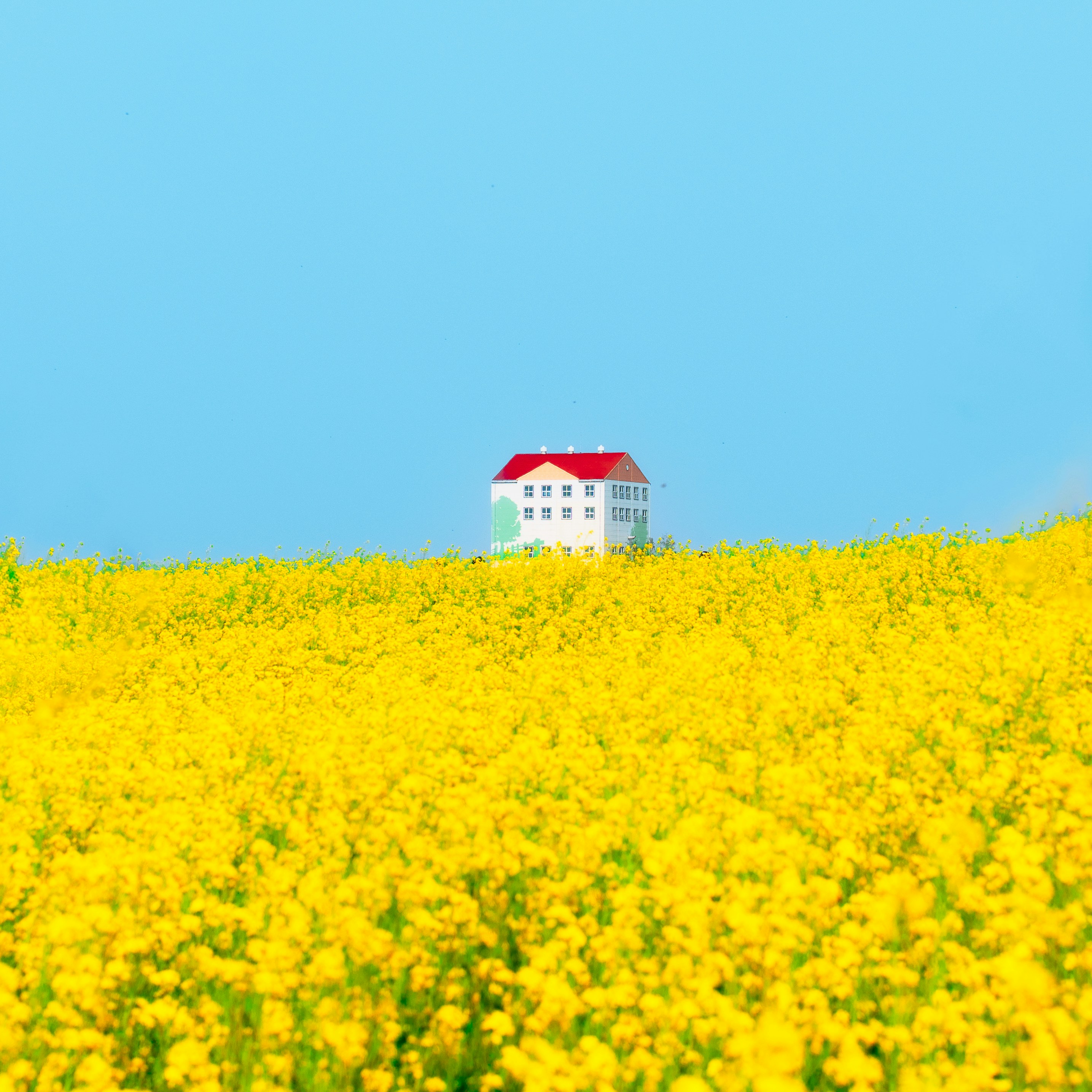 Red-roofed Cottage Rising from a Canola Sea Under Azure Sky
