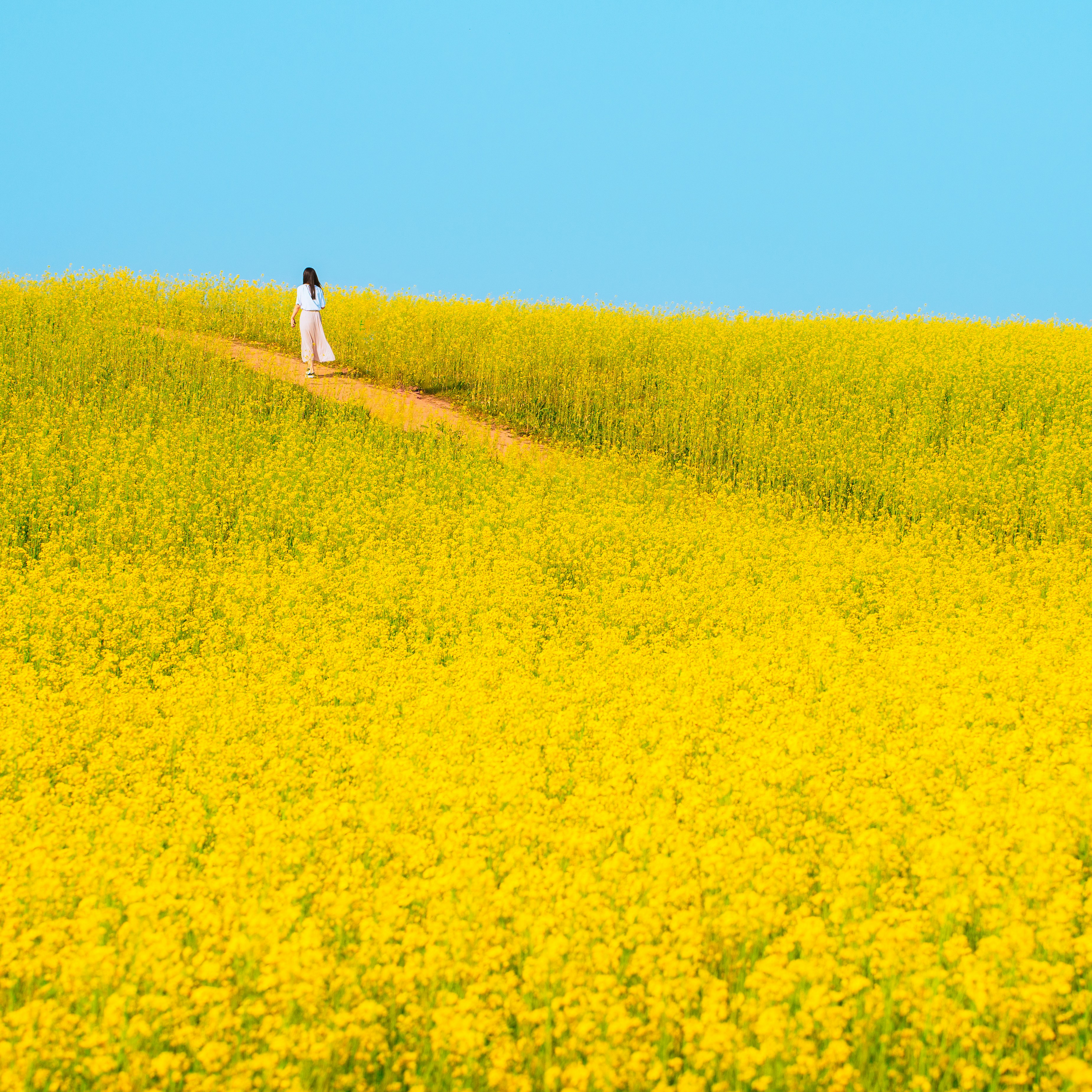 A Quiet Walk Through a Sea of Canola Gold