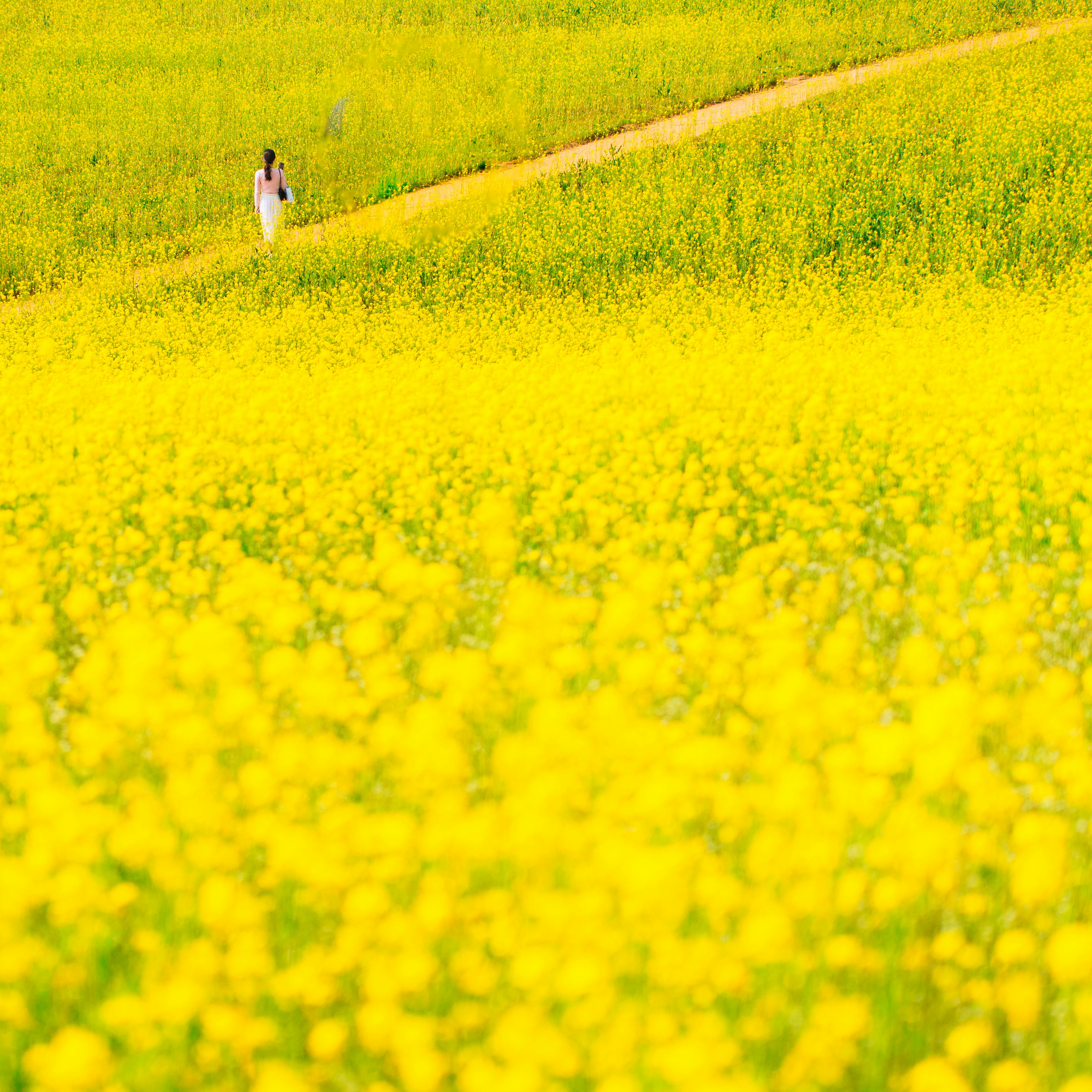 Lone Wanderer Tracing a Quiet Path Through a Canary Yellow Canola Sea
