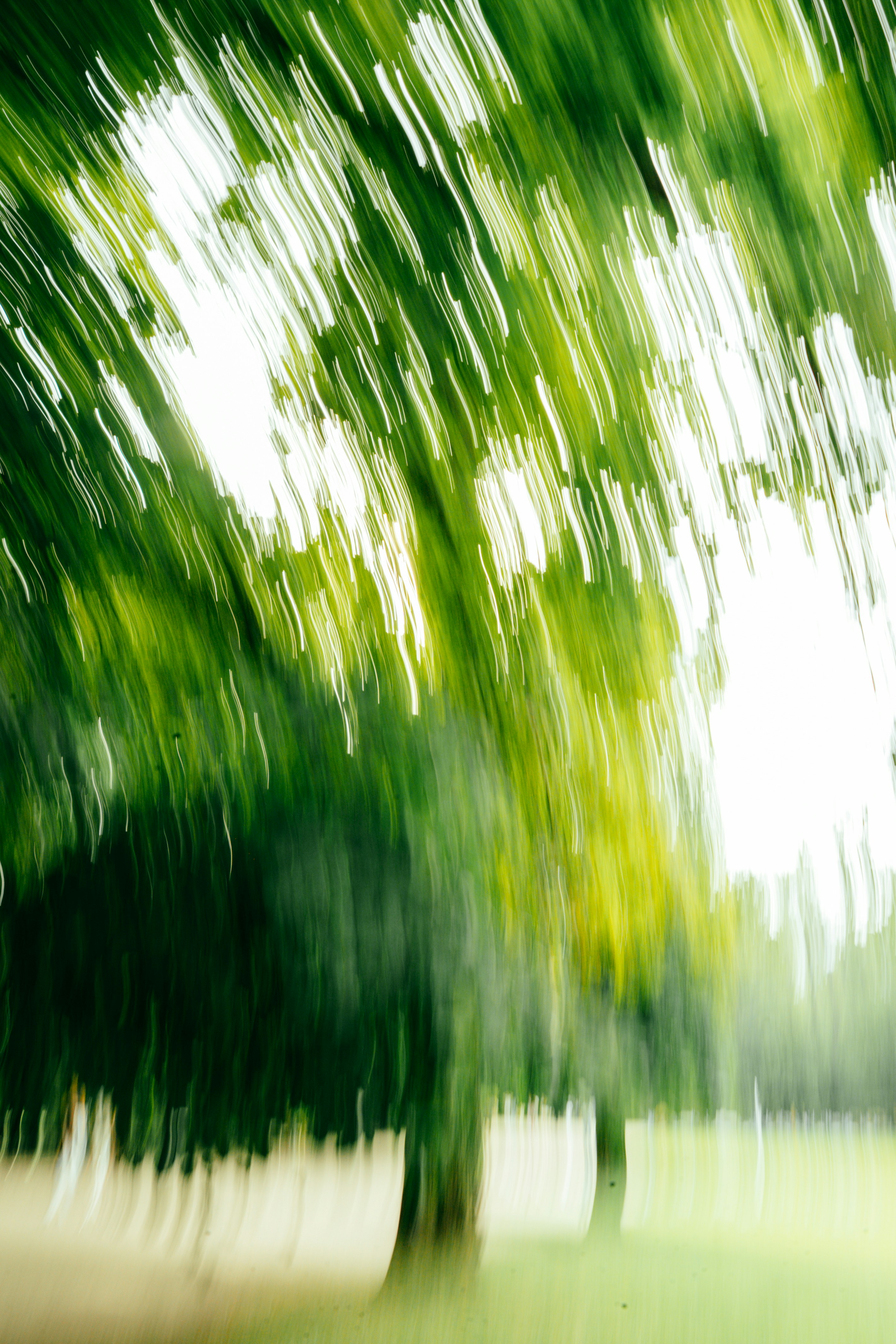 A blurred depiction of vibrant green foliage, capturing the essence of a breezy day in a park. The motion conveys a sense of tranquility and fluidity.