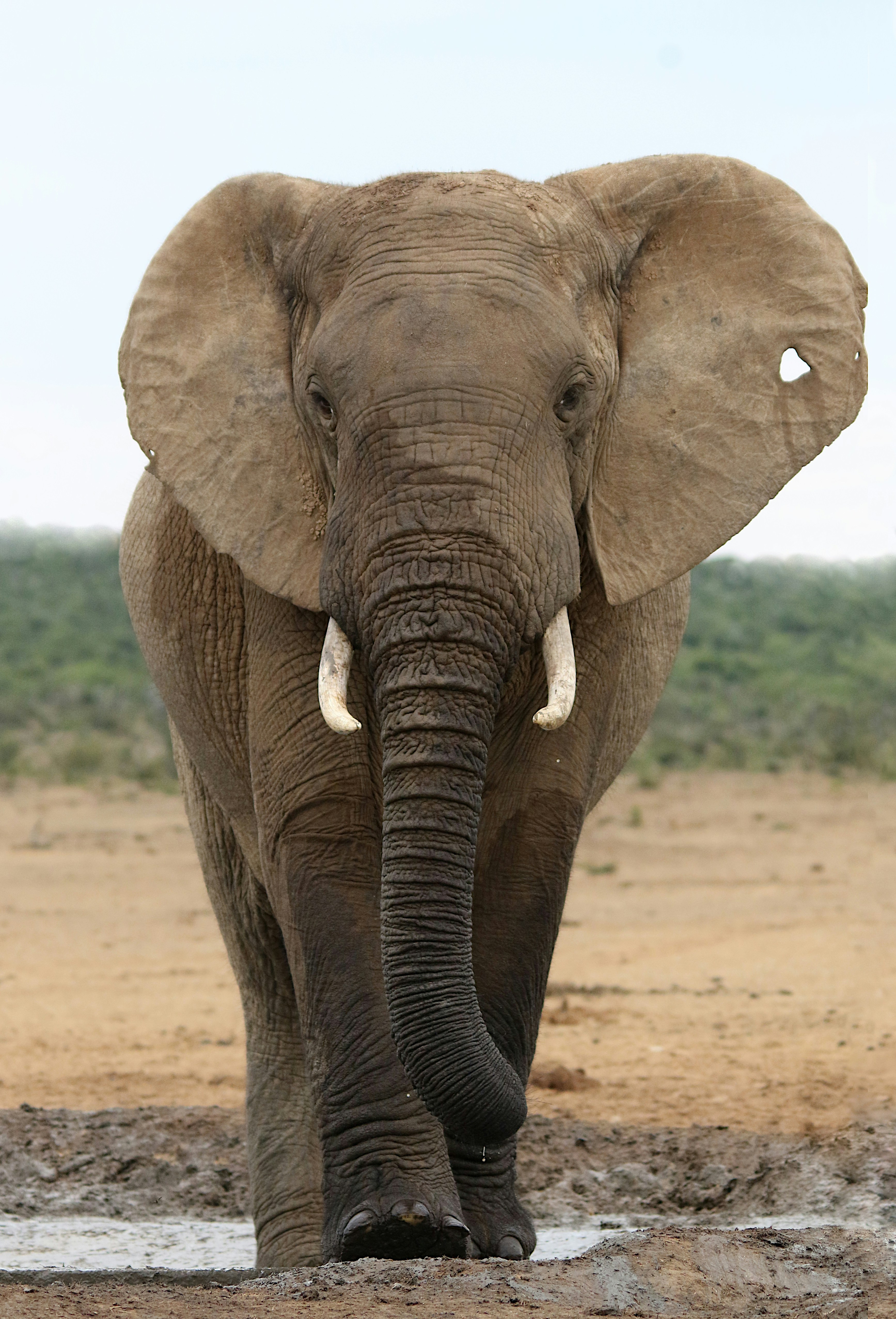An elephant walks towards the camera with large ears