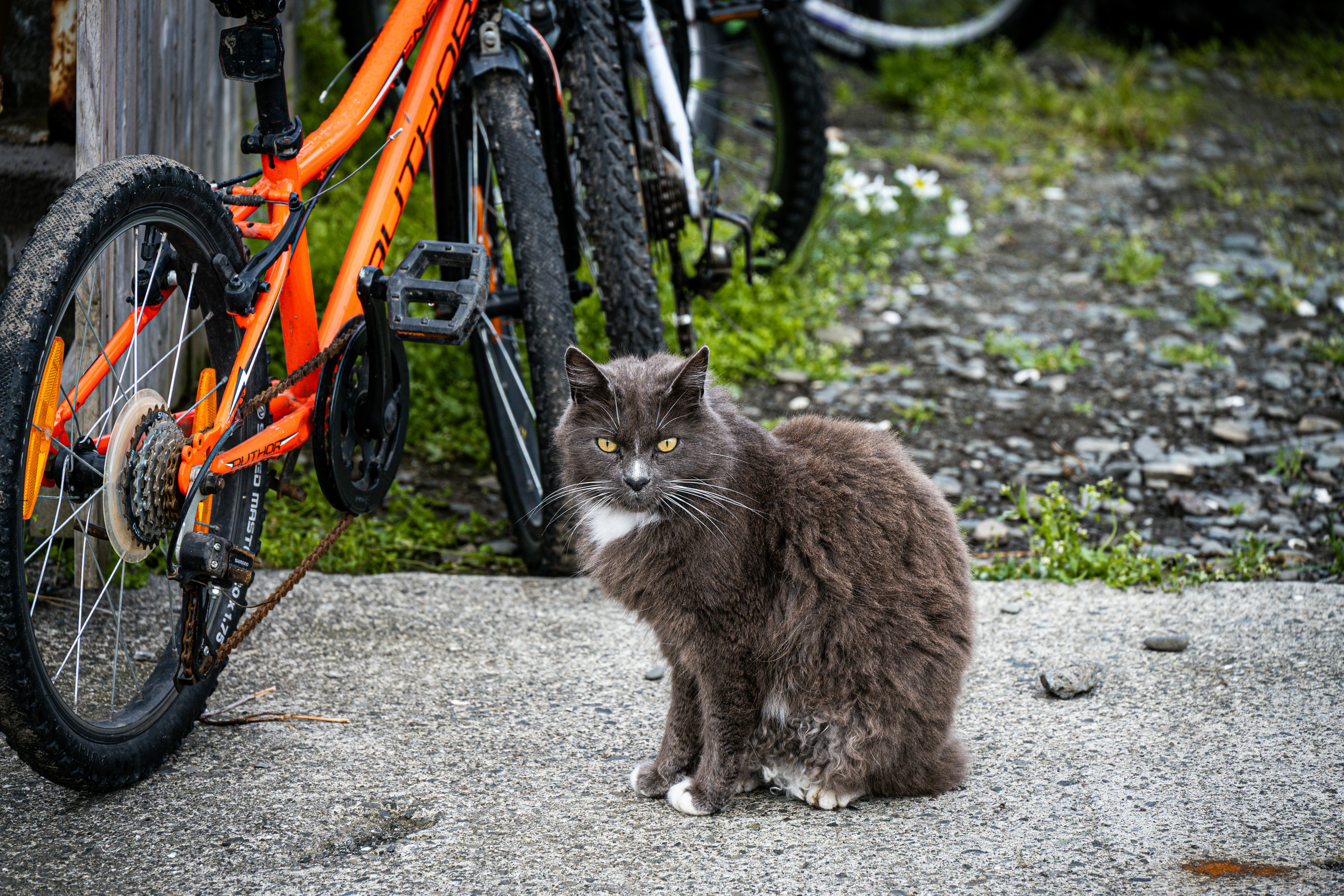 A gray cat sits next to an orange bicycle.