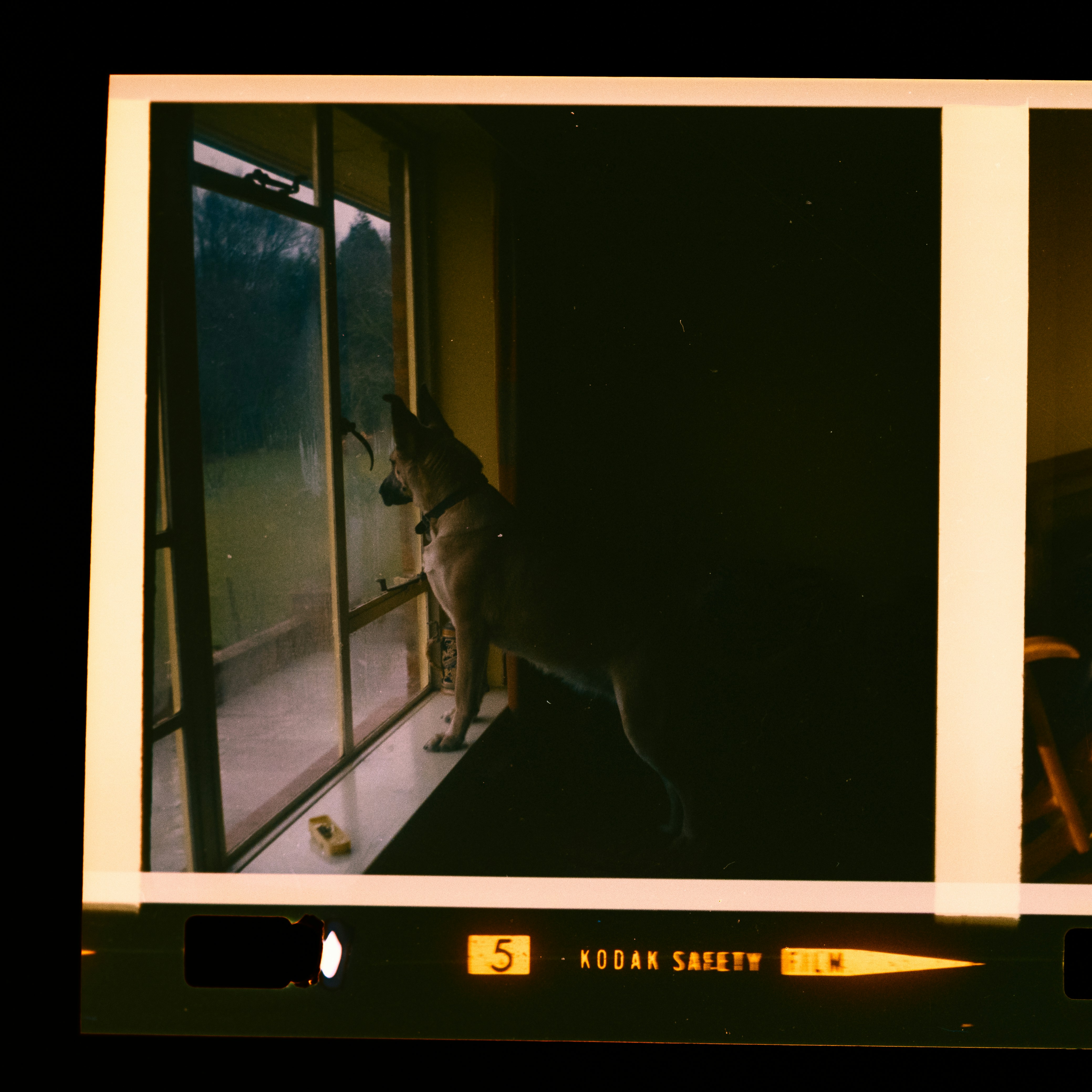 Pawprints at the Pane: Evening Watch by the Window