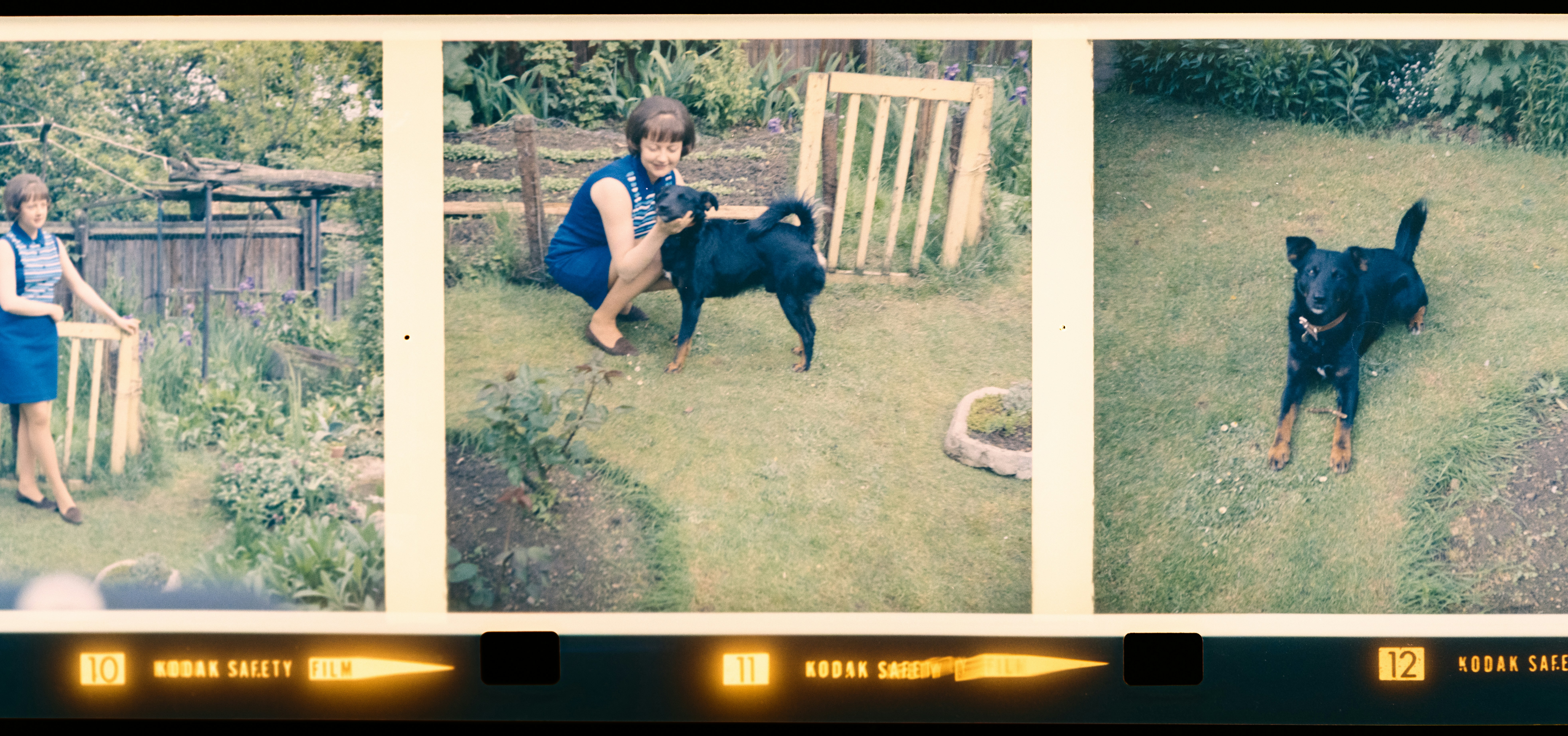 A nostalgic triptych featuring a woman with a dog in a garden setting, highlighting playful interactions and a serene atmosphere.