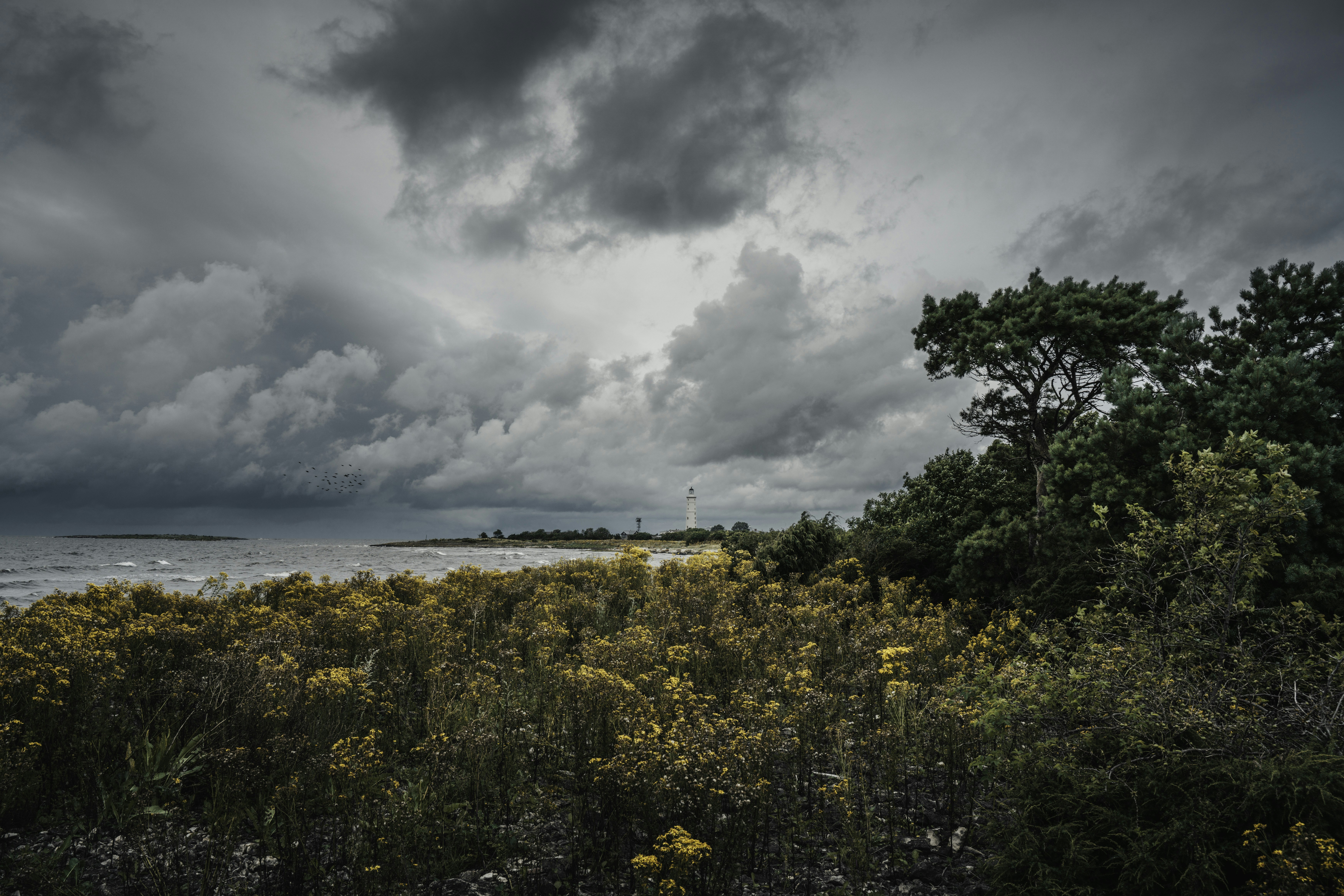 Whispers of the Stormy Coastline