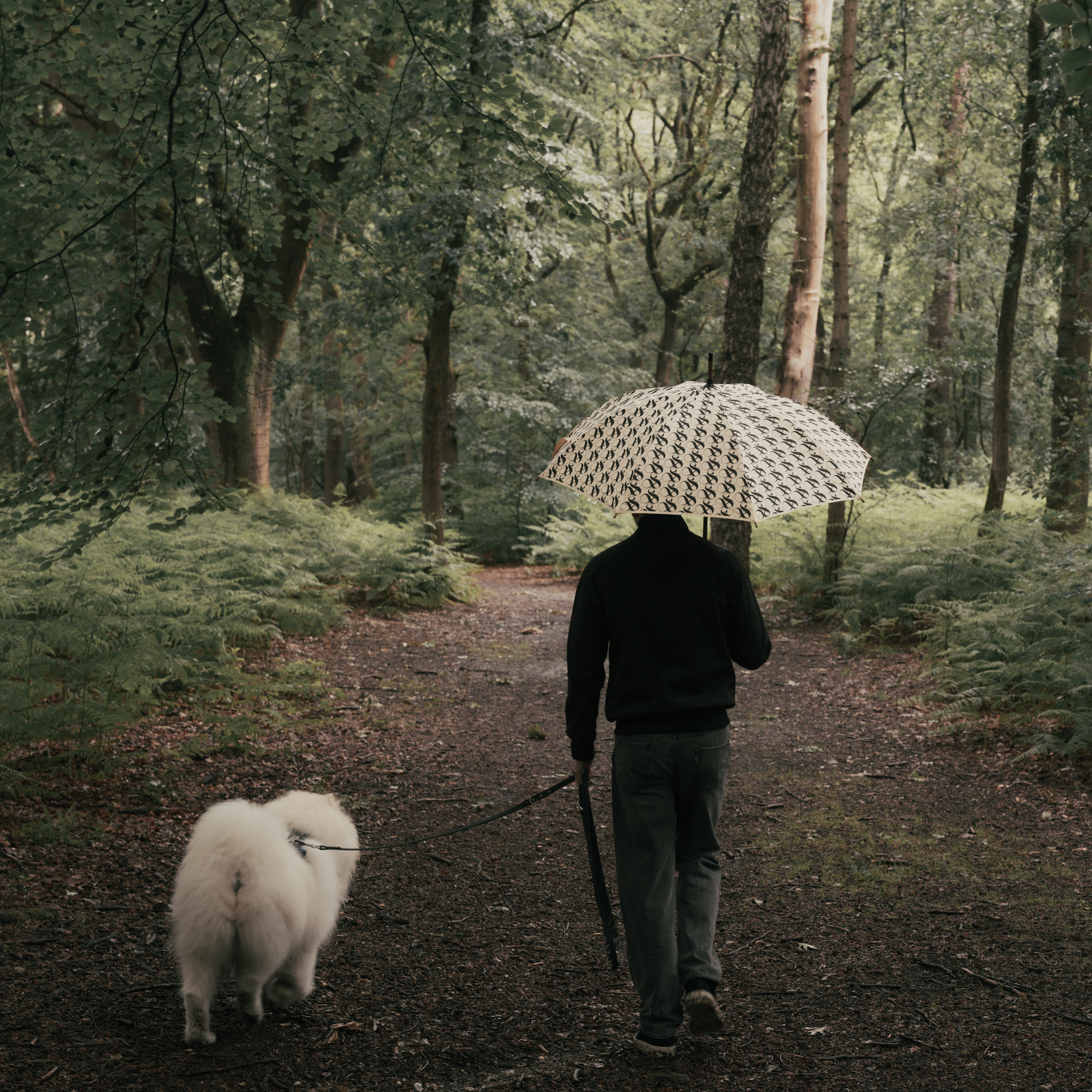 A Man Walking a Dog in the Forest on a Rainy Day
