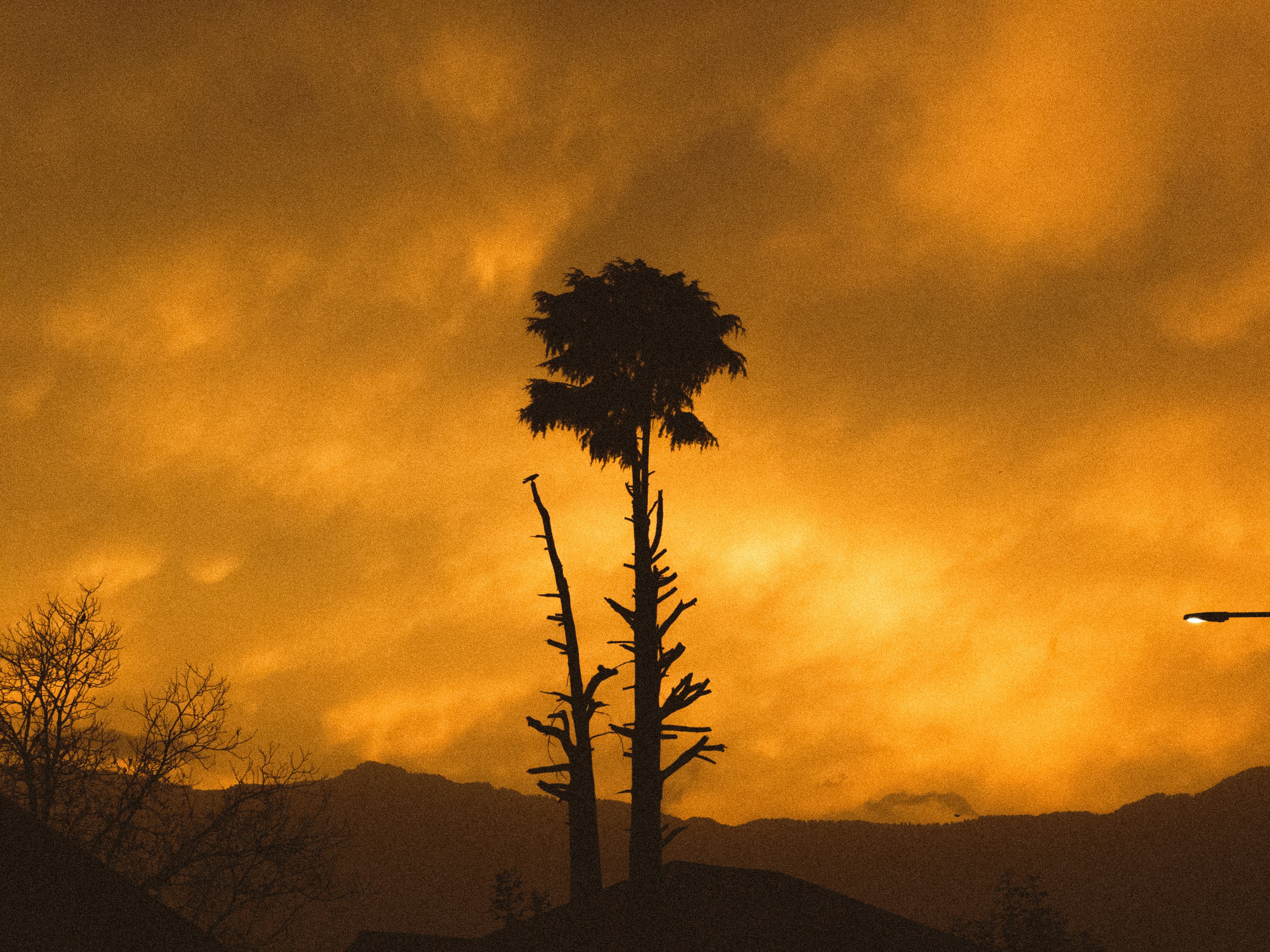 Silhouette of trees against a dramatic orange sunset sky