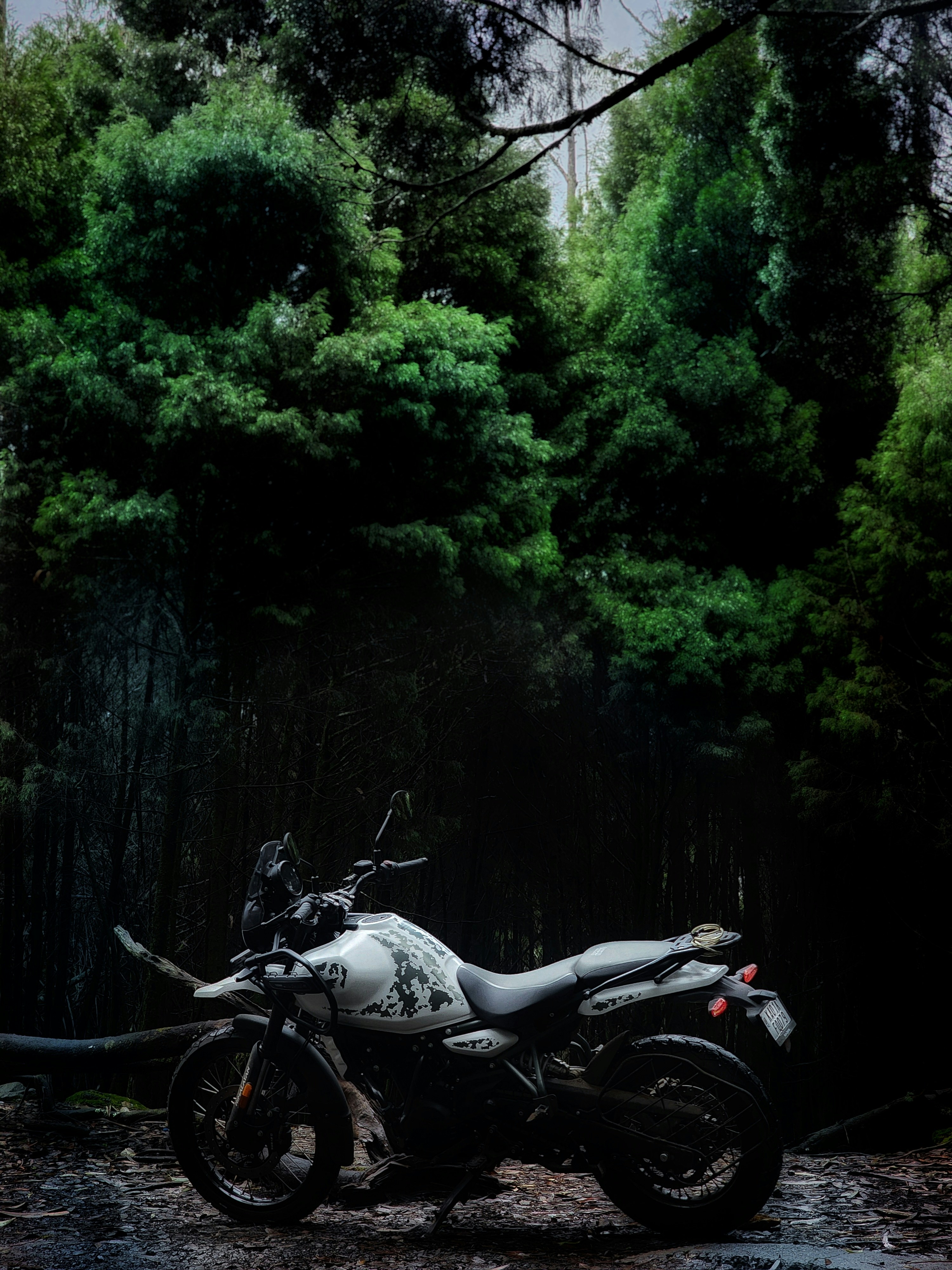 Urban Explorer: The Silent Companion in the Woods